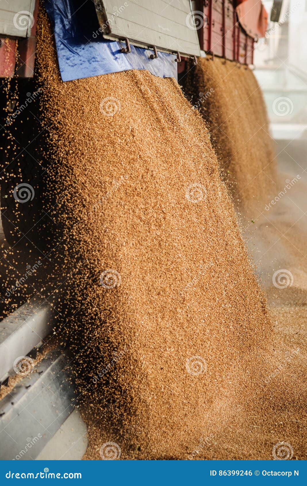 A Heap of Just Harvested Corn Inside a Container. Grain Poured F Stock ...