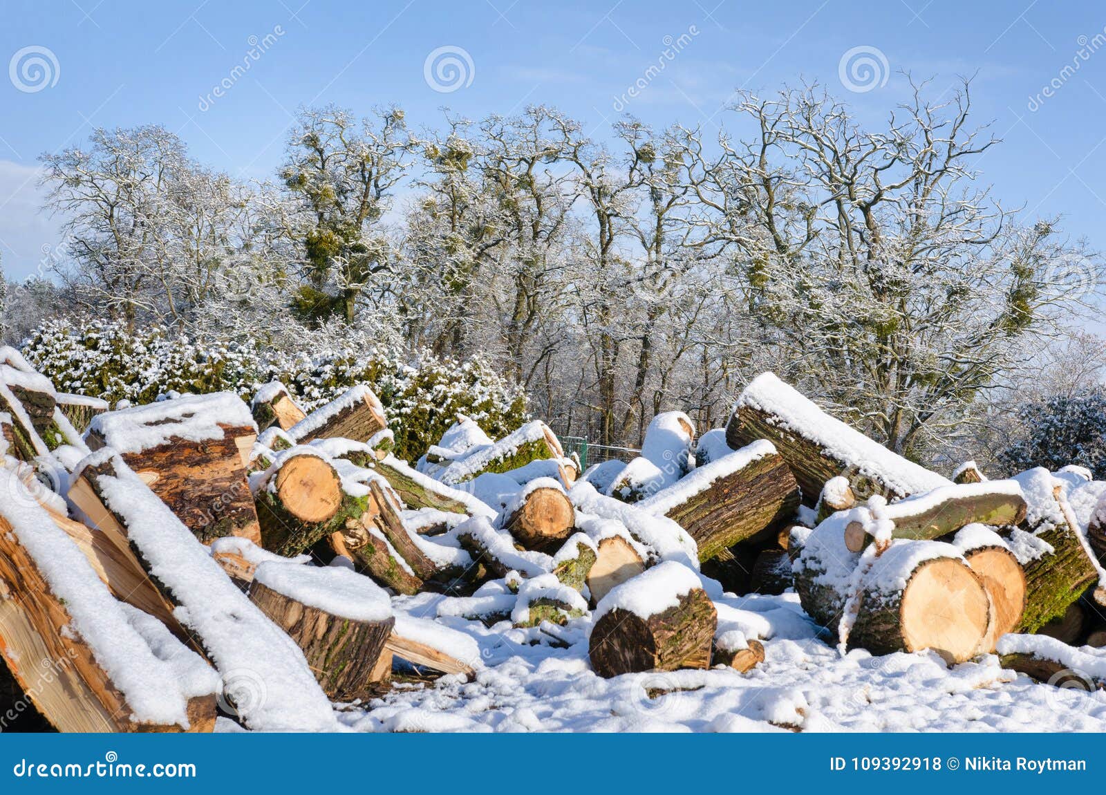 Tree Logs in Front of Old Trees in Winter Stock Photo - Image of ...