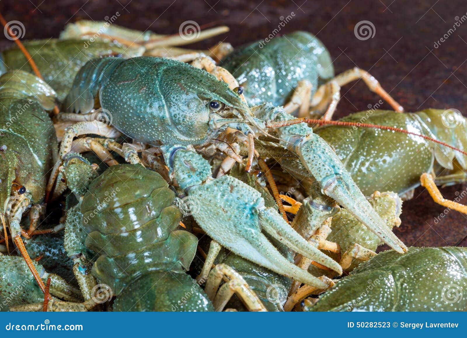 Heap live crayfish stock image. Image of freshwater, market - 50282523