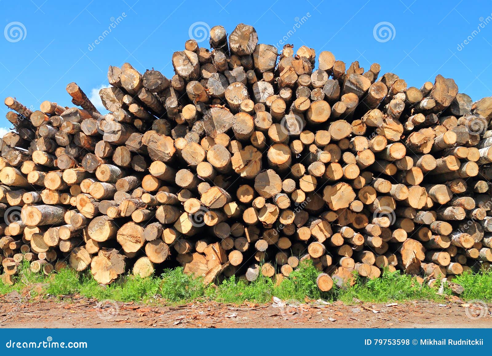 Heap of Logs of Various Breeds of Trees Stock Photo - Image of timber ...