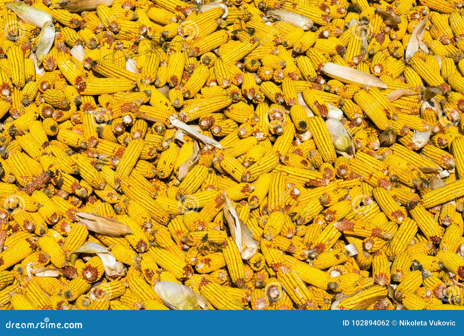 Heap of maize stock photo. Image of harvest, ripe, agriculture - 102894062