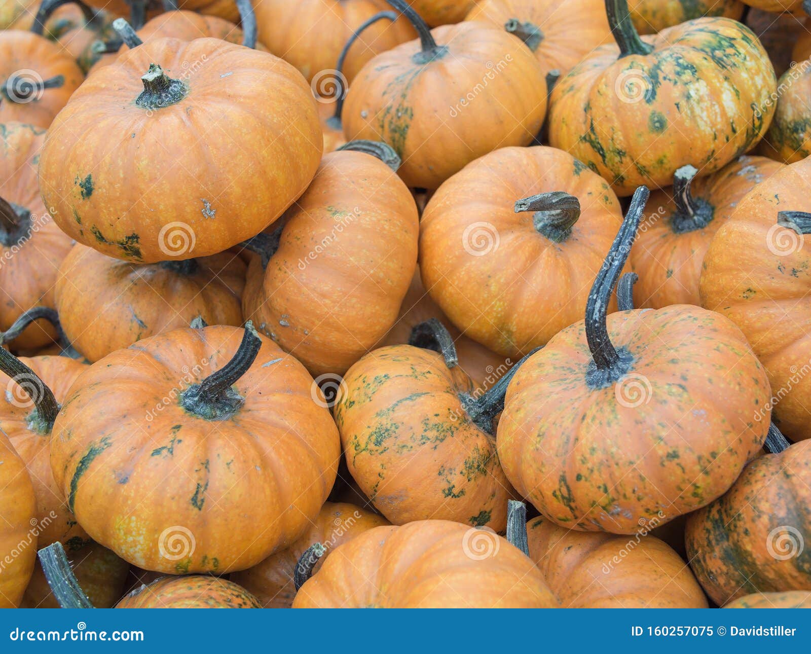 Heap of Mandarin Squash, Cucurbita Maxima Stock Image - Image of pile ...