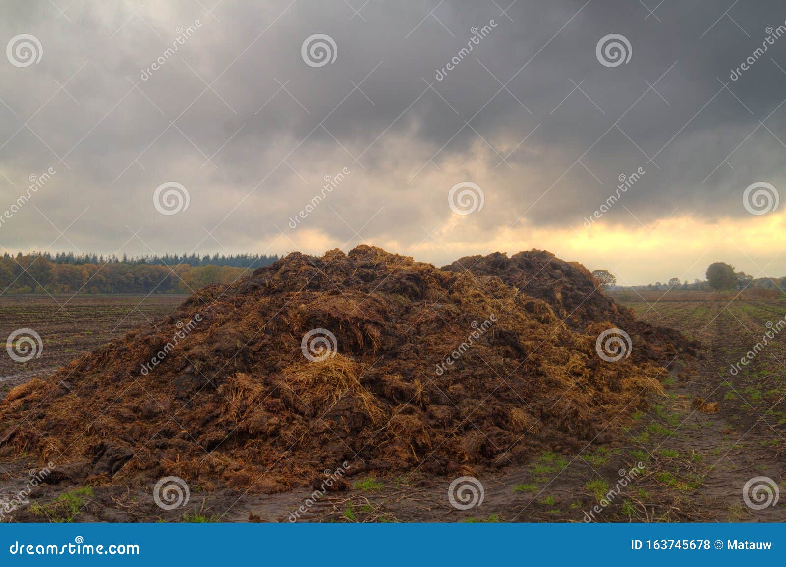 Heap of manure stock photo. Image of compost, agriculture - 163745678