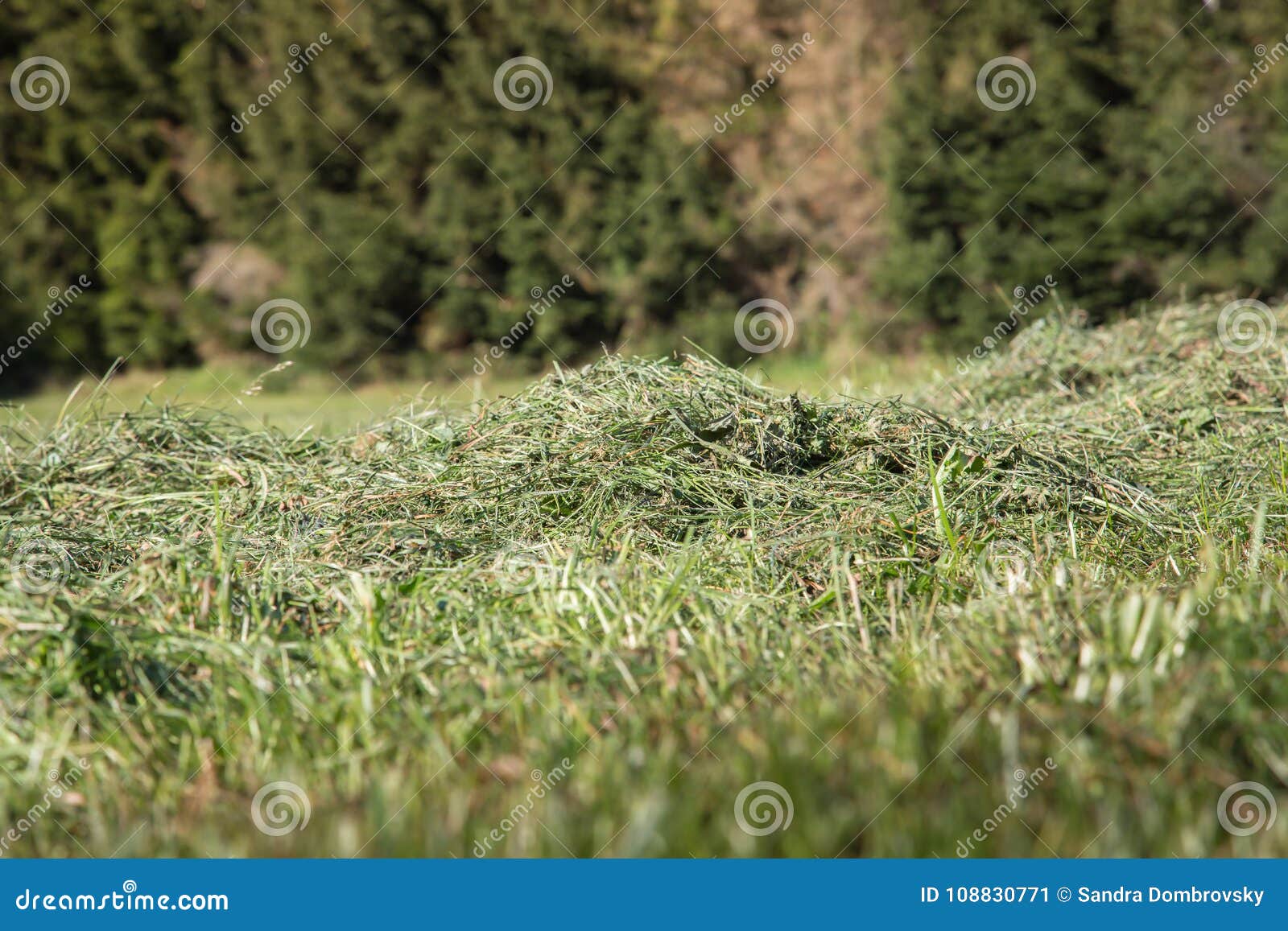 A Heap of Mown Grass in a Meadow Stock Image - Image of herb, grain ...