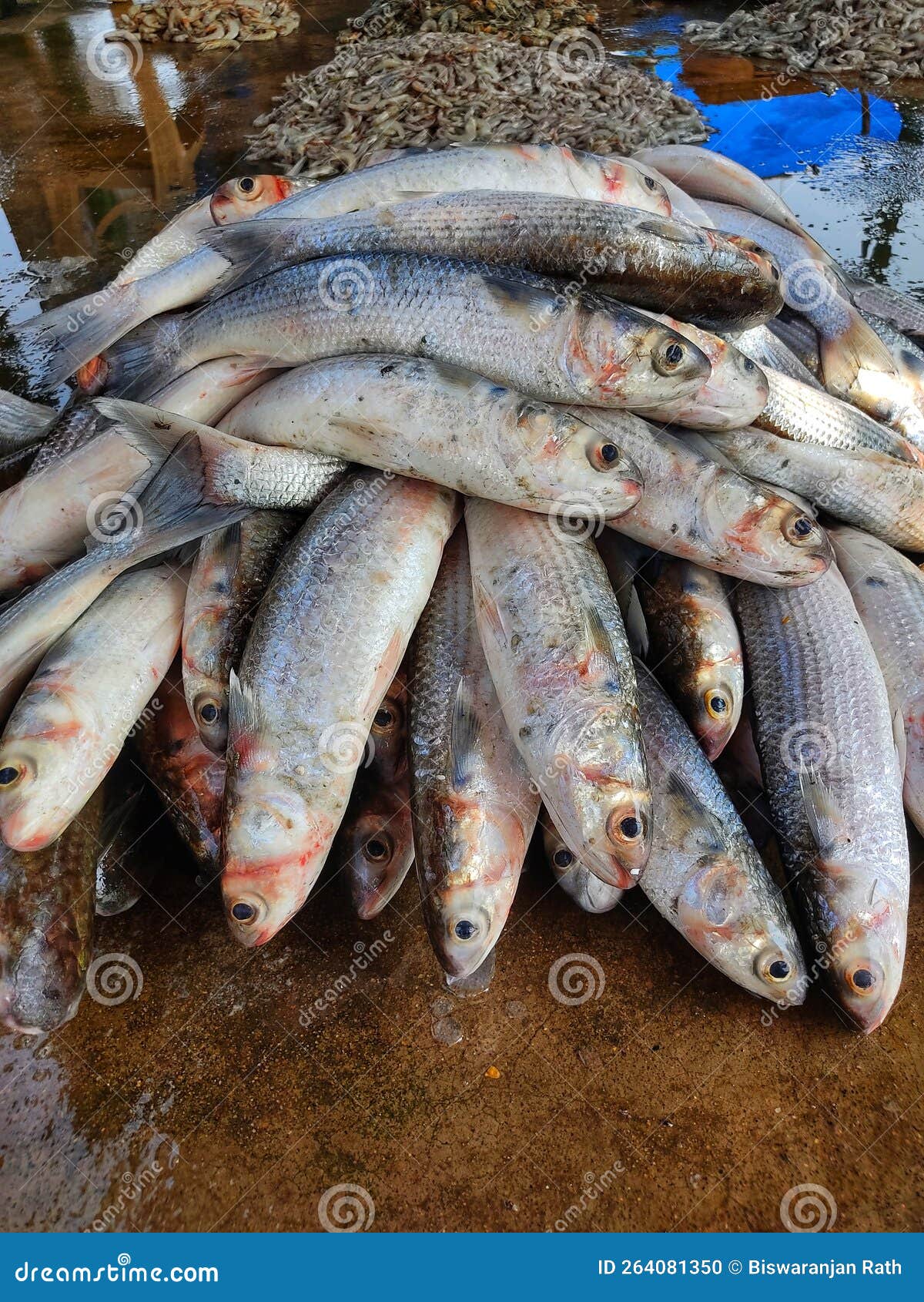Heap of Mullet Fish Mugil Cephalus Fish in Fish Market Stock Photo ...