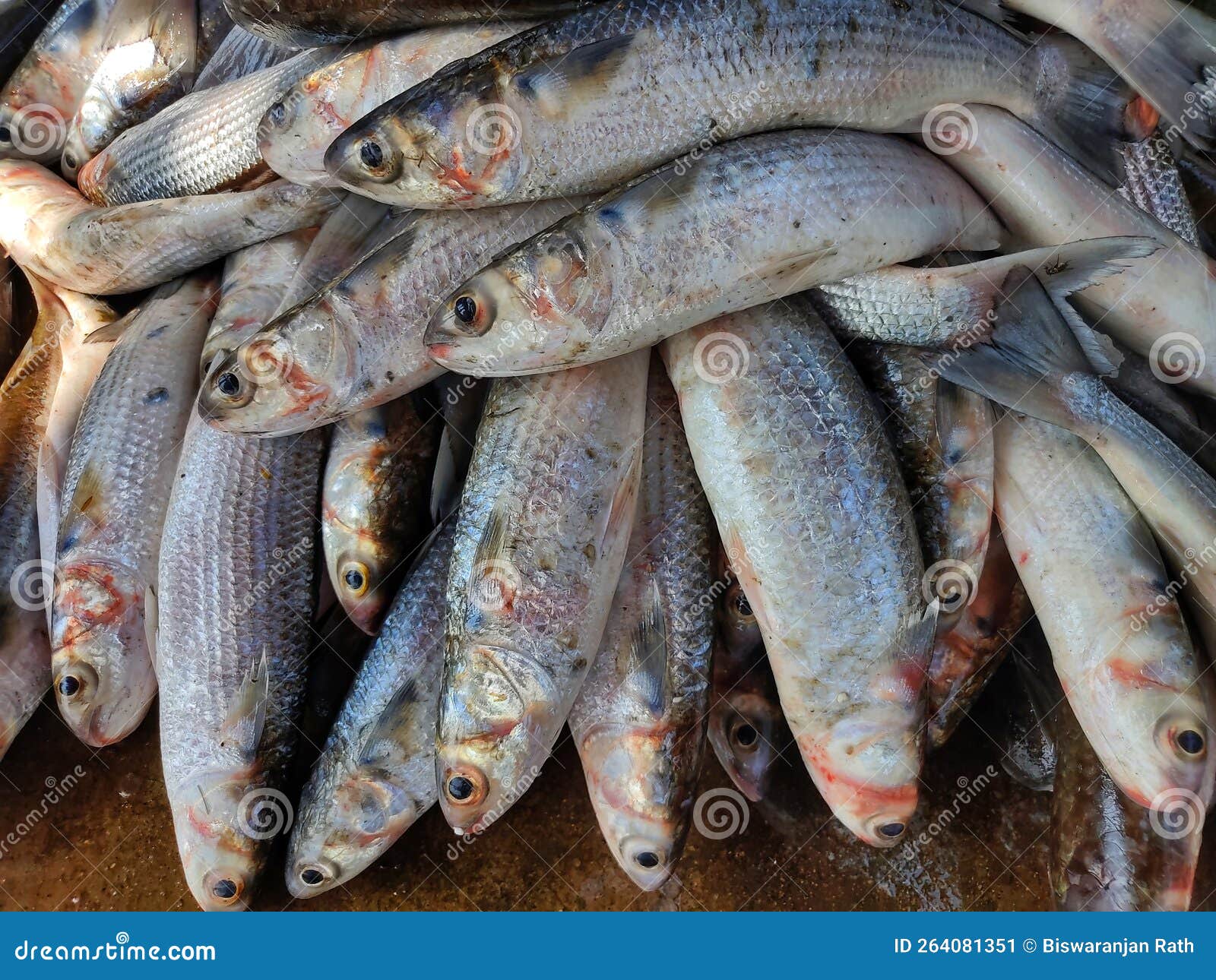 Heap of Mullet Fish Mugil Cephalus Fish in Fish Market Stock Image ...