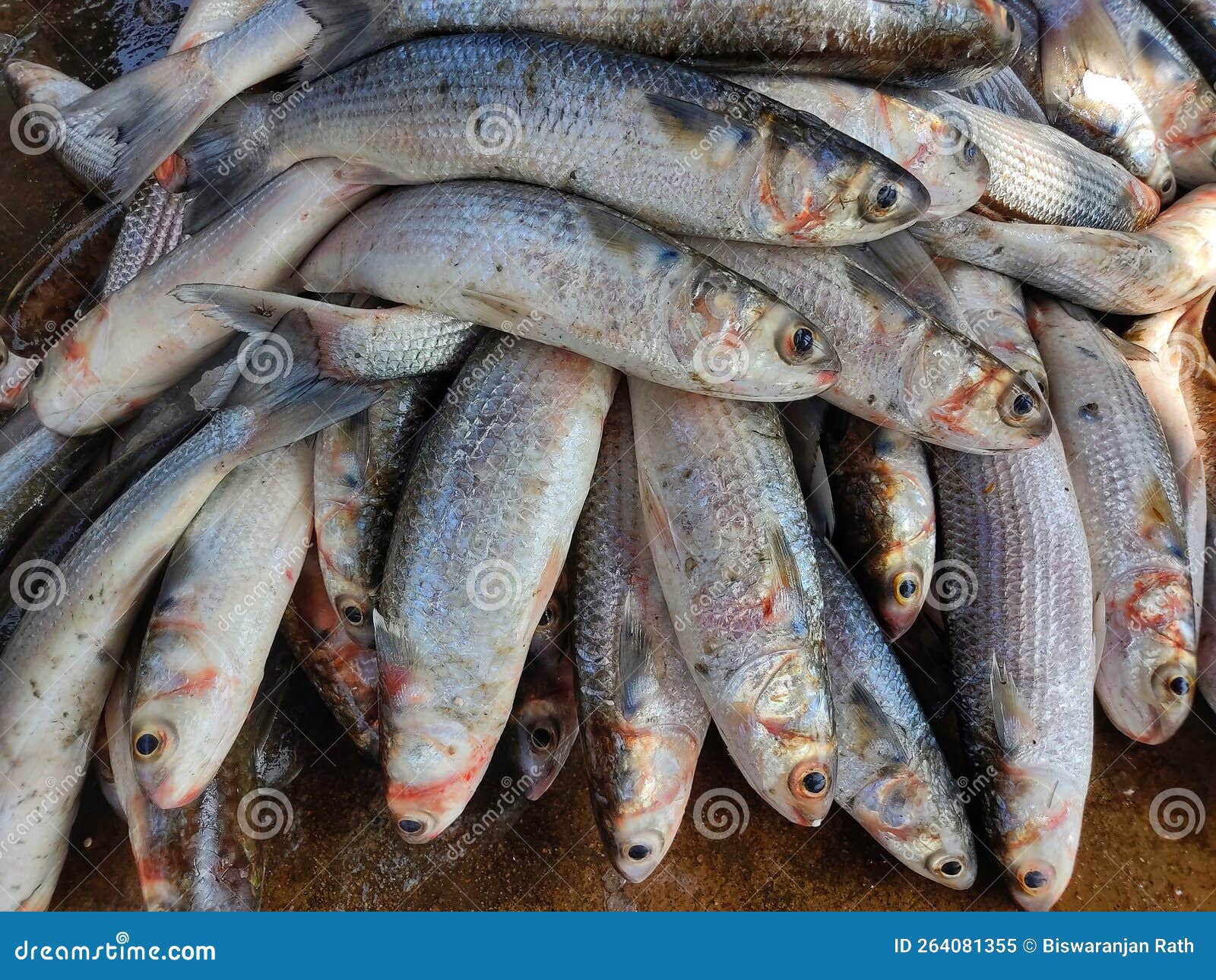 Heap of Mullet Fish Mugil Cephalus Fish in Fish Market Stock Image ...