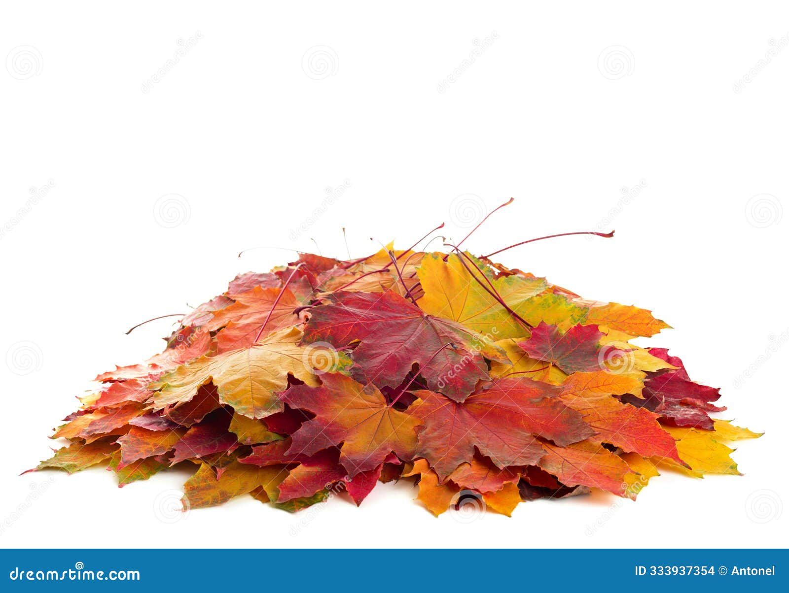 Heap of Multicolor Autumn Maple Leaves Isolated on White Background ...