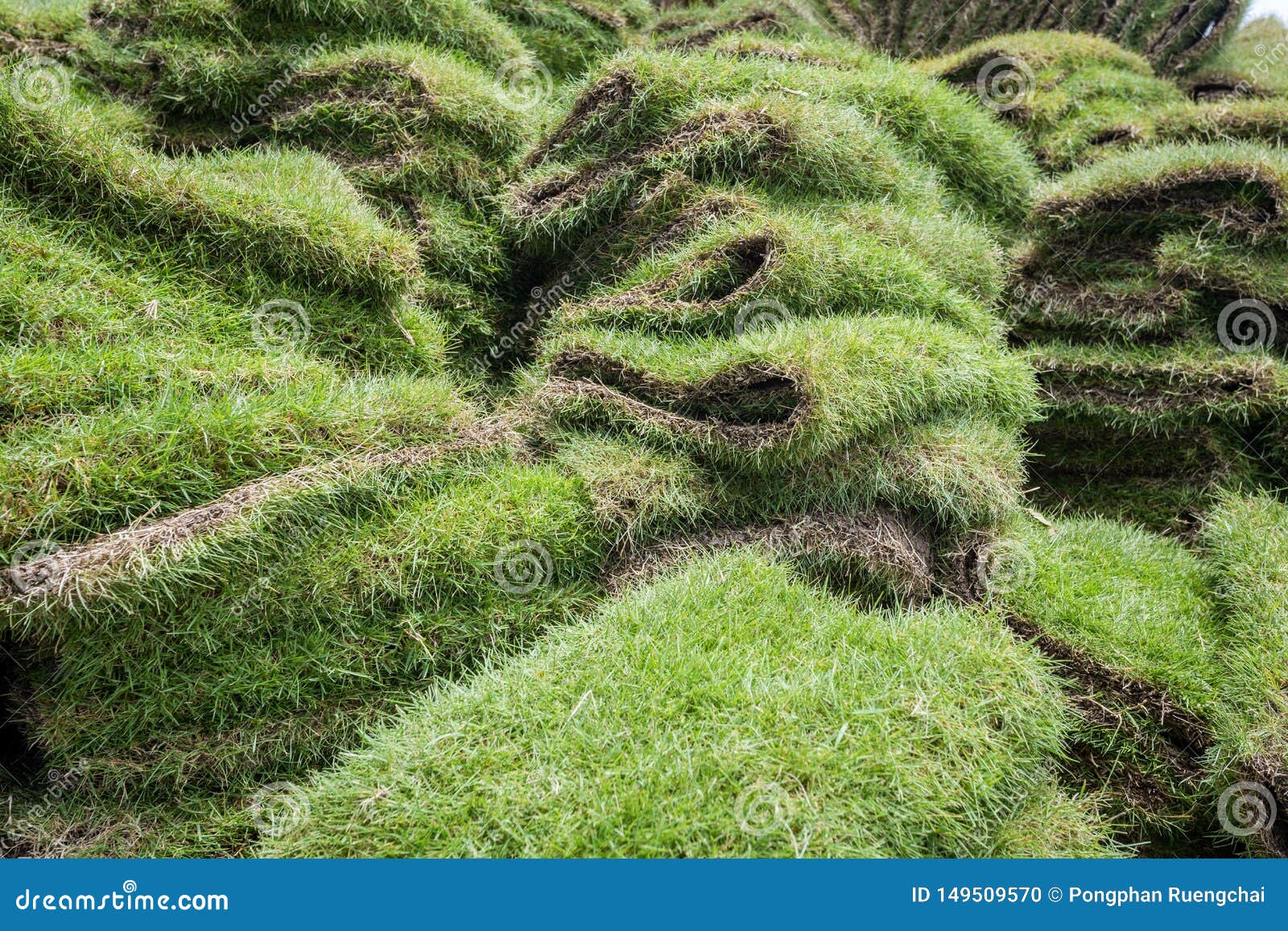 Heap of Natural Grass Turfs Stock Photo - Image of green, brown: 149509570