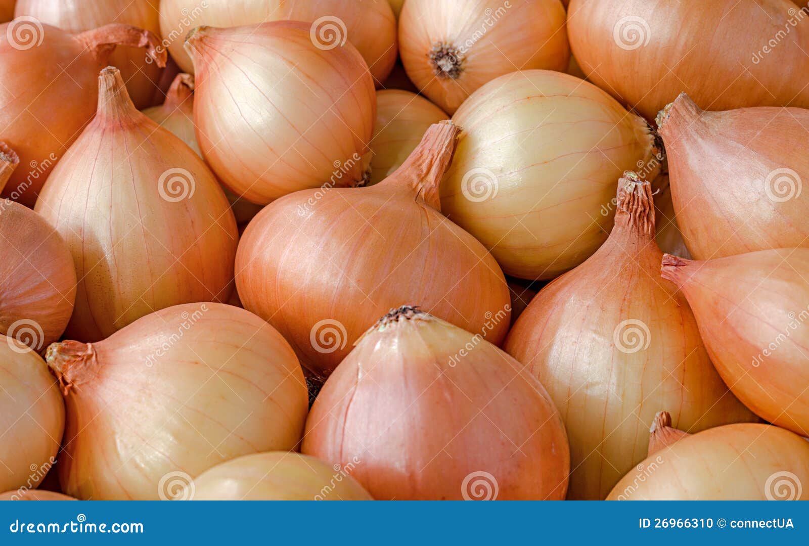 Heap of onions stock photo. Image of market, strong, natural - 26966310