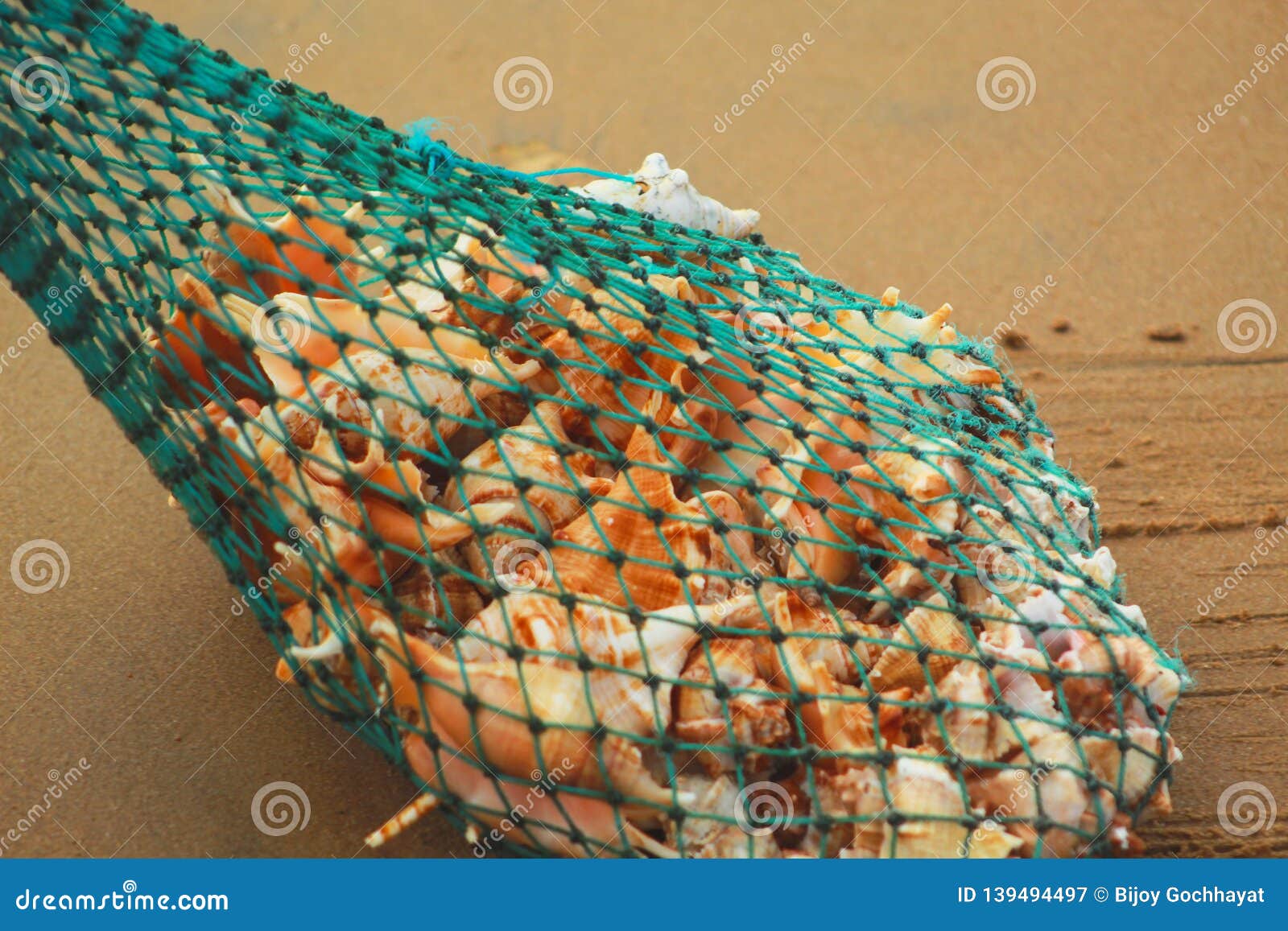 Heap of Oyster in a Net on Sea Beach Stock Image - Image of healthy ...