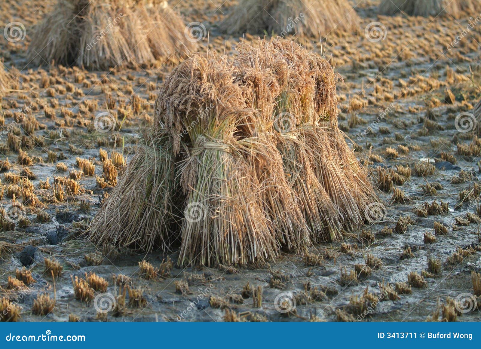 Heap of Paddy stock image. Image of insolate, harvest - 3413711
