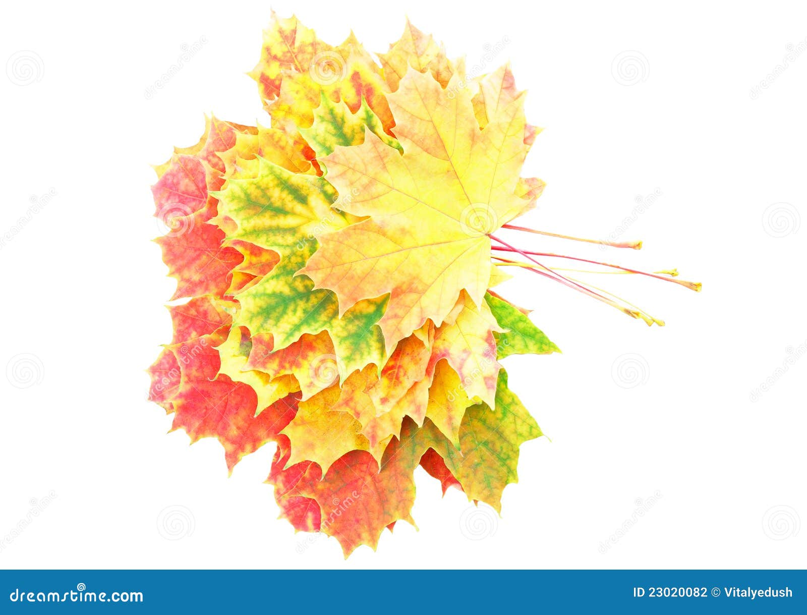 Heap of perfect Leaf stock photo. Image of colored, amber - 23020082