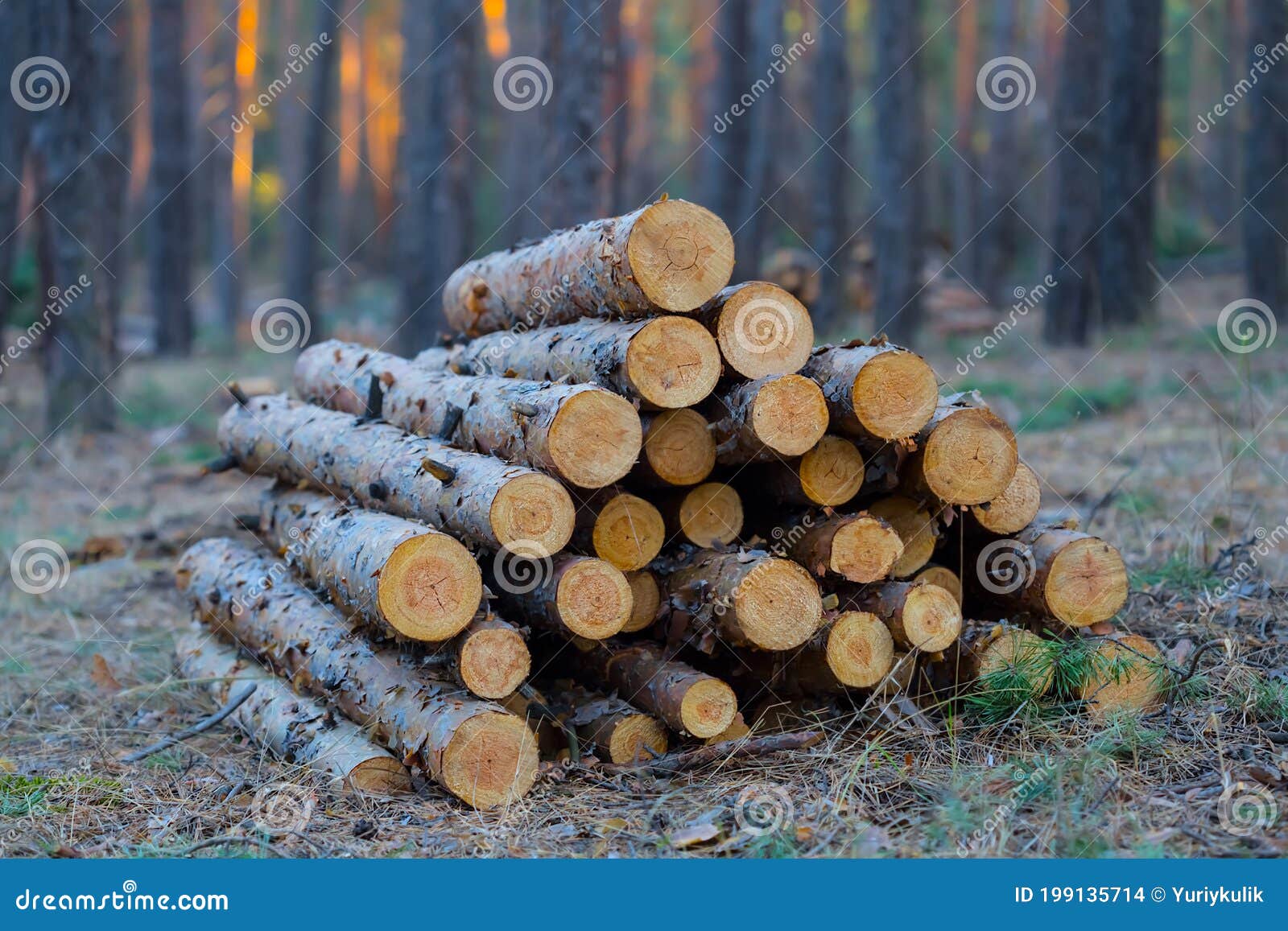 Heap of Pine Tree Log in a Forest Stock Photo - Image of nature, fuel ...