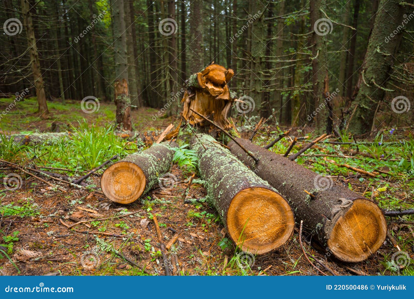 Deforestration Background Stock Photos - Free & Royalty-Free Stock ...