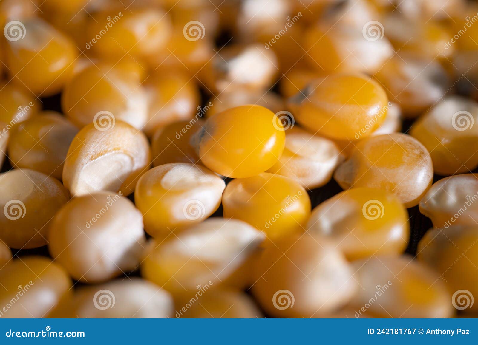 Heap of Raw Popcorn Grains Texture Background Stock Image - Image of ...