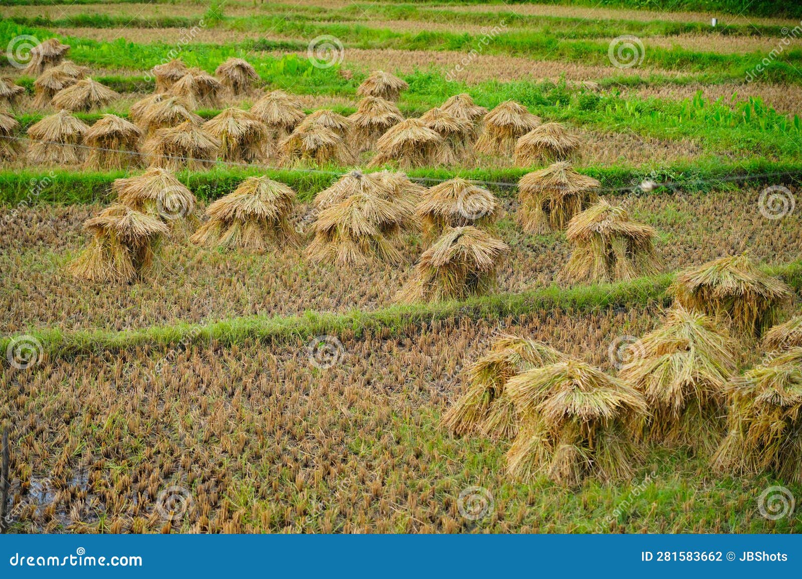 Heap of Reaped Paddy Kept in a Paddy Field before Threshing Stock Photo ...
