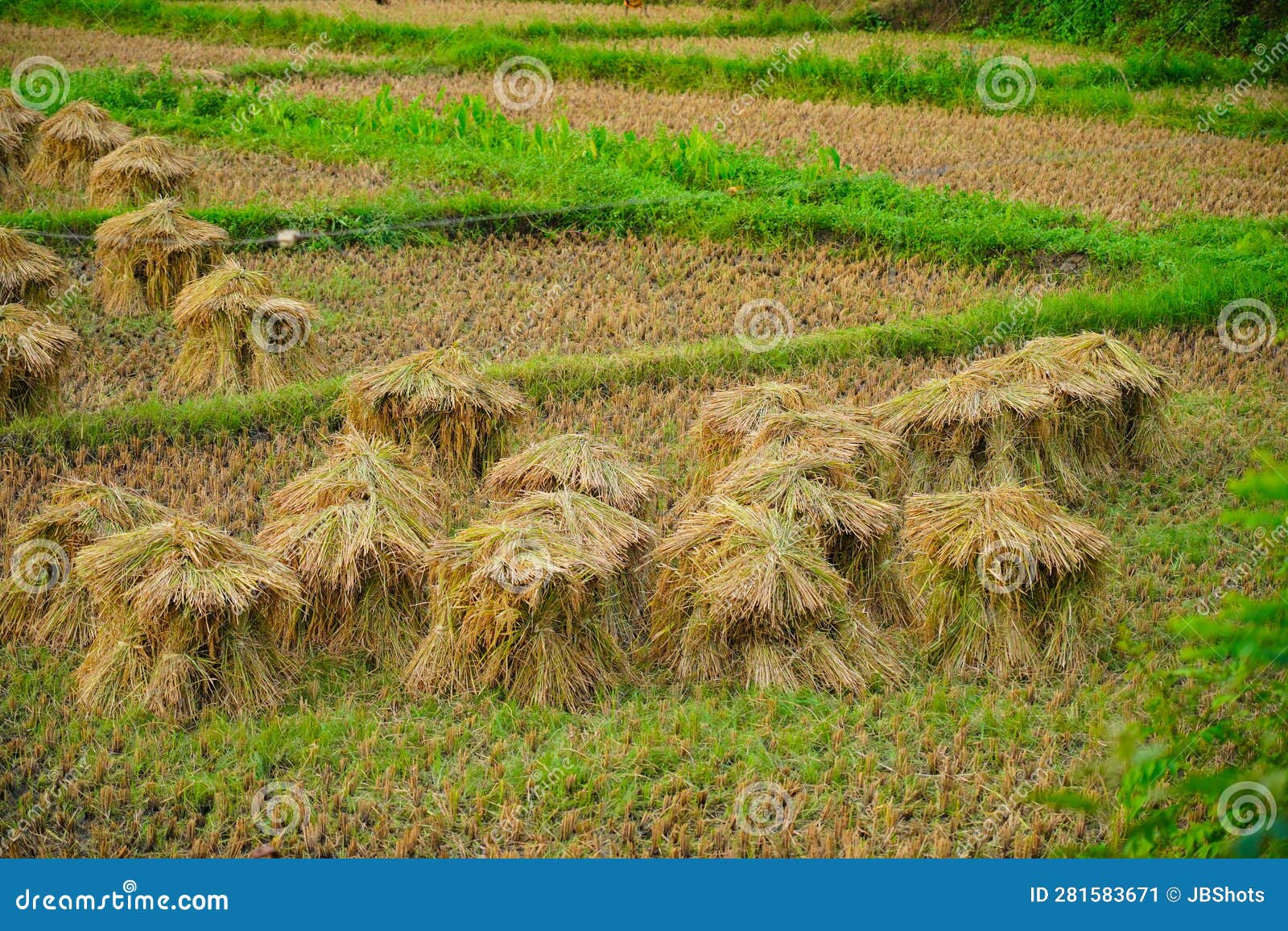 Heap of Reaped Paddy Kept in a Paddy Field before Threshing Stock Image ...