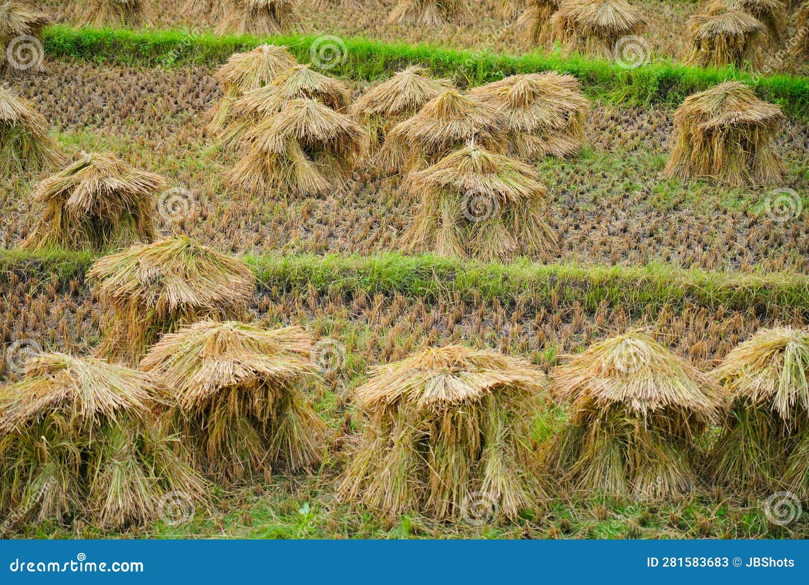 Heap of Reaped Paddy Kept in a Paddy Field before Threshing Stock Image ...