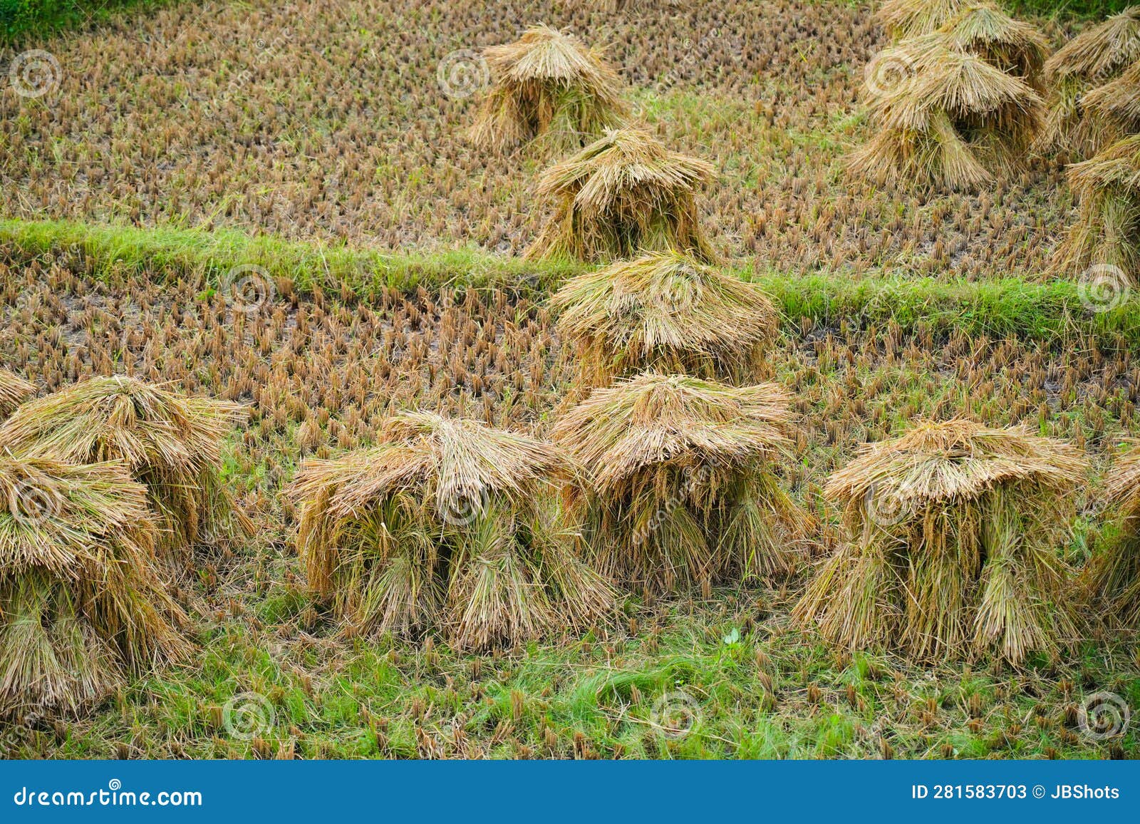 Heap of Reaped Paddy Kept in a Paddy Field before Threshing Stock Image ...