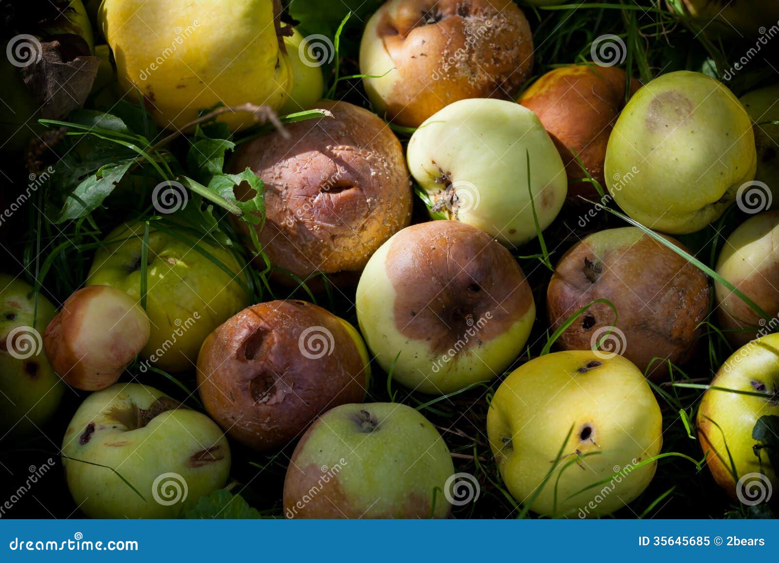 Heap of Rotting and Decomposing Apples Stock Image - Image of aged ...