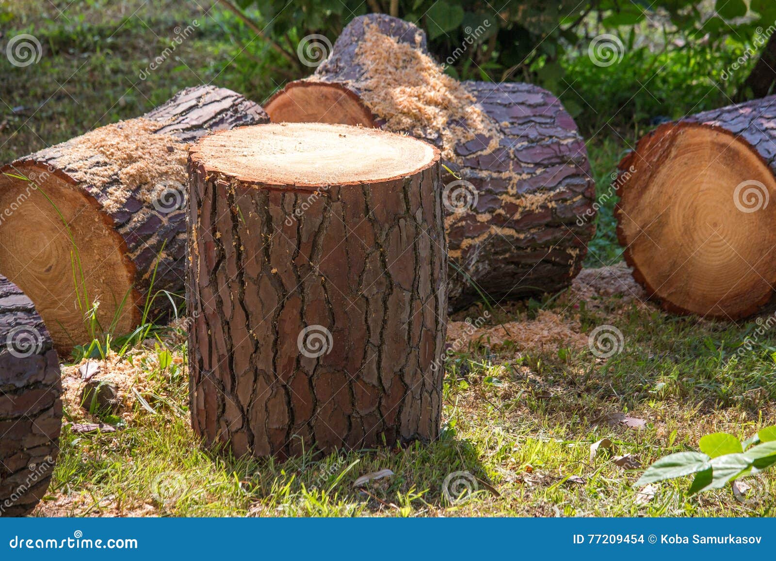 Heap of Sawn Pine Wood Logs with Rough Pine Bark Closeup View Stock ...