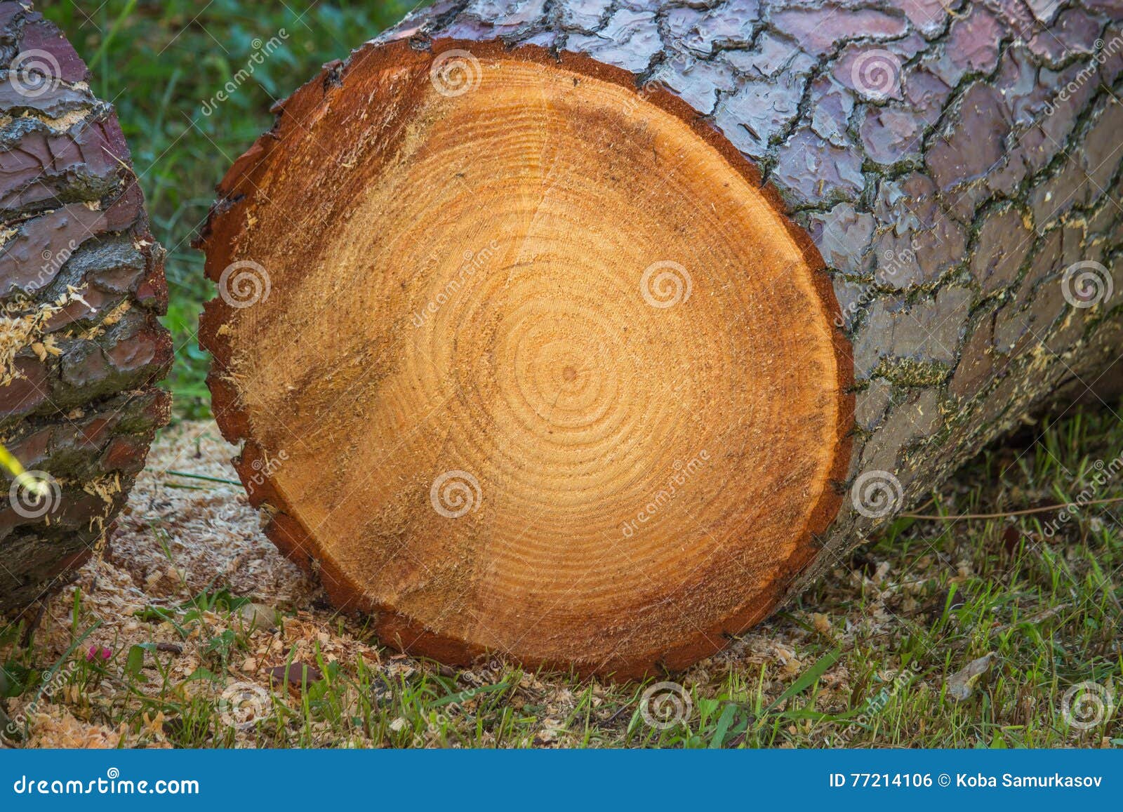 Heap of Sawn Pine Wood Logs with Rough Pine Bark Closeup View Stock ...