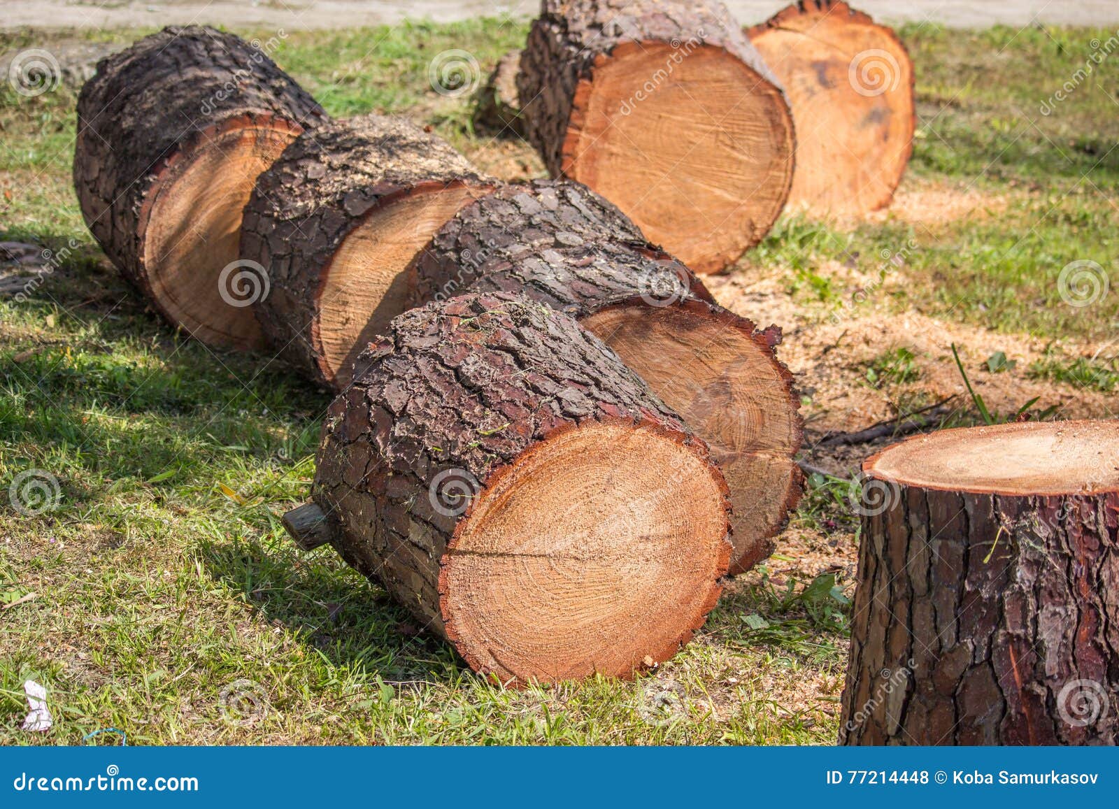 Heap of Sawn Pine Wood Logs with Rough Pine Bark Closeup View Stock ...