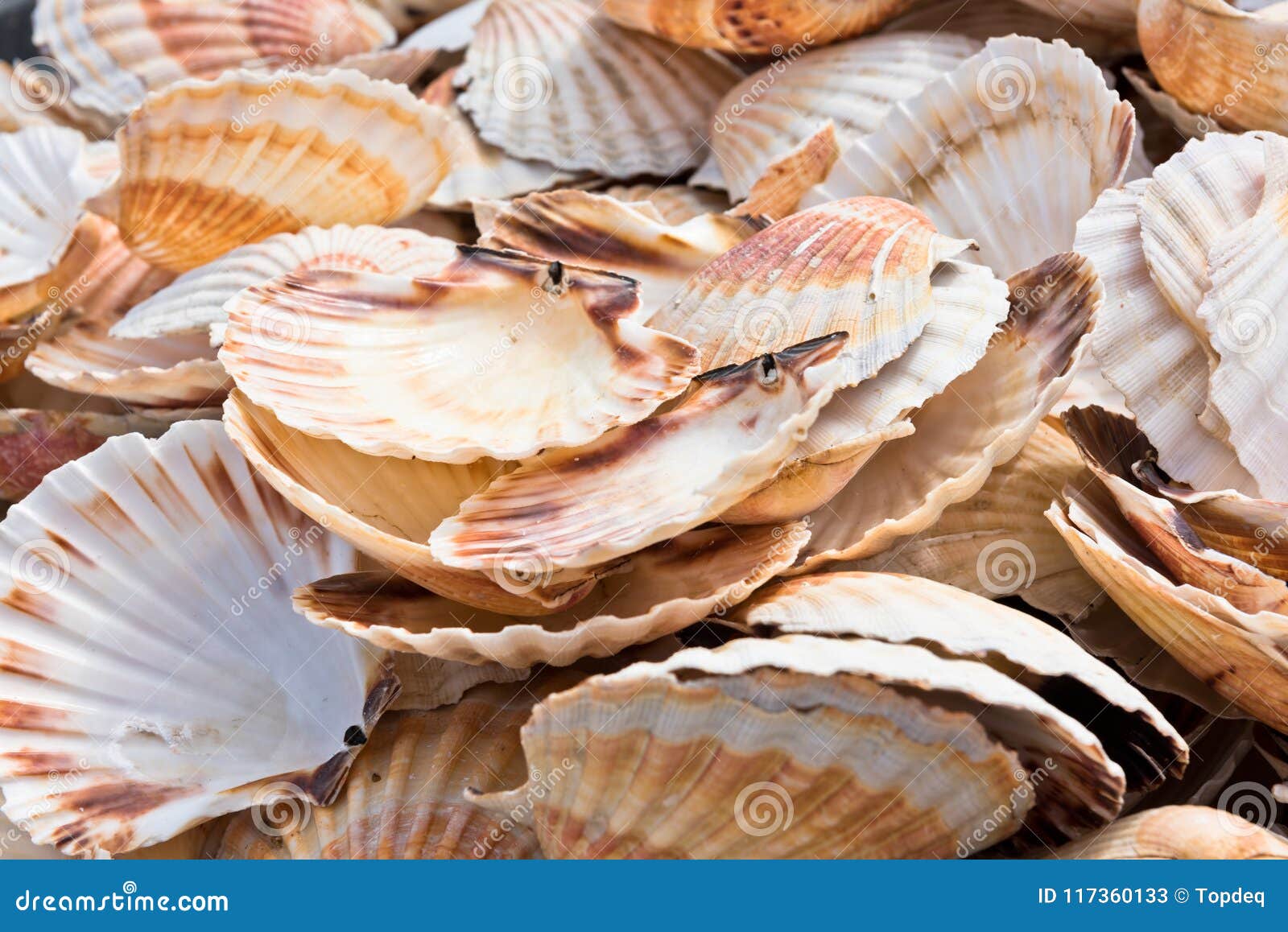 Scallop shells heap stock image. Image of freshness - 117360133