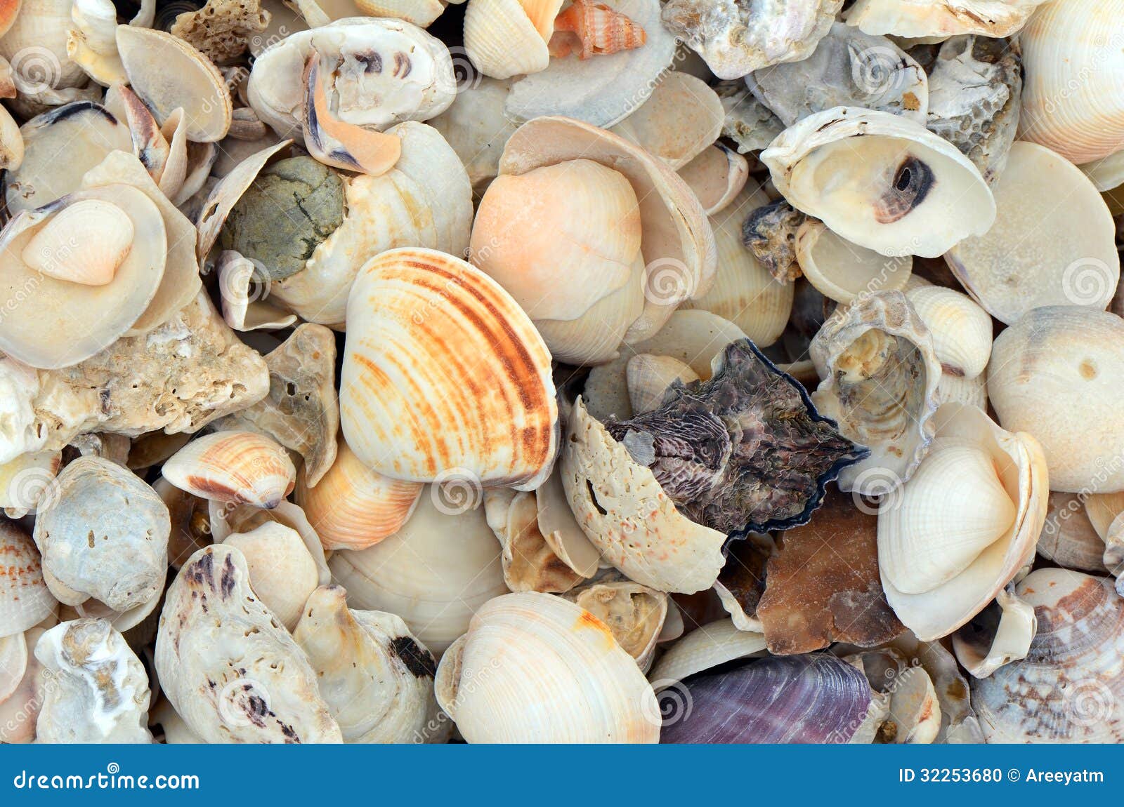 Heap of Sea Shells. stock photo. Image of closeup, marine - 32253680