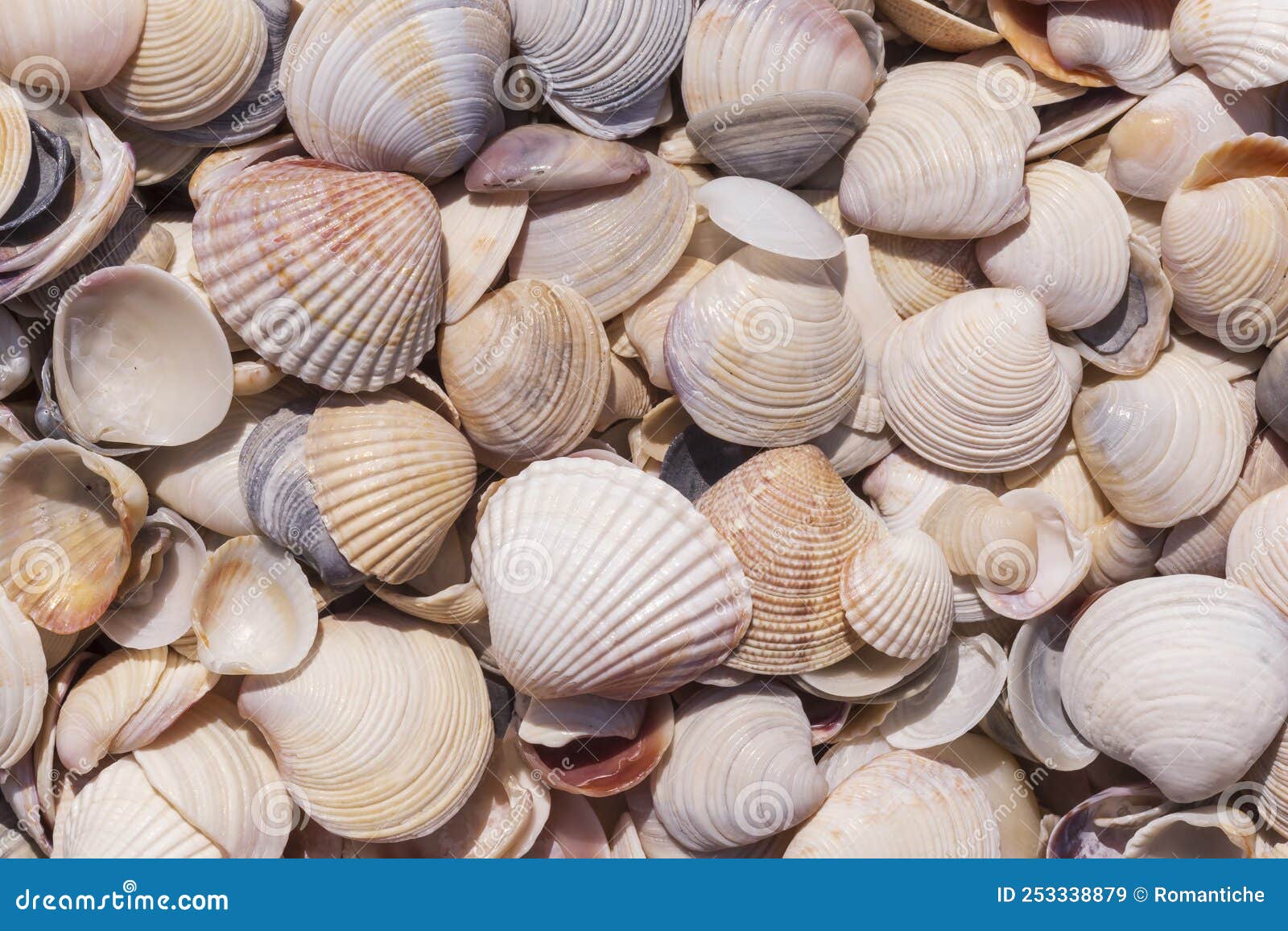 Heap of Seashells Lying at Coast Stock Image - Image of nature, natural ...