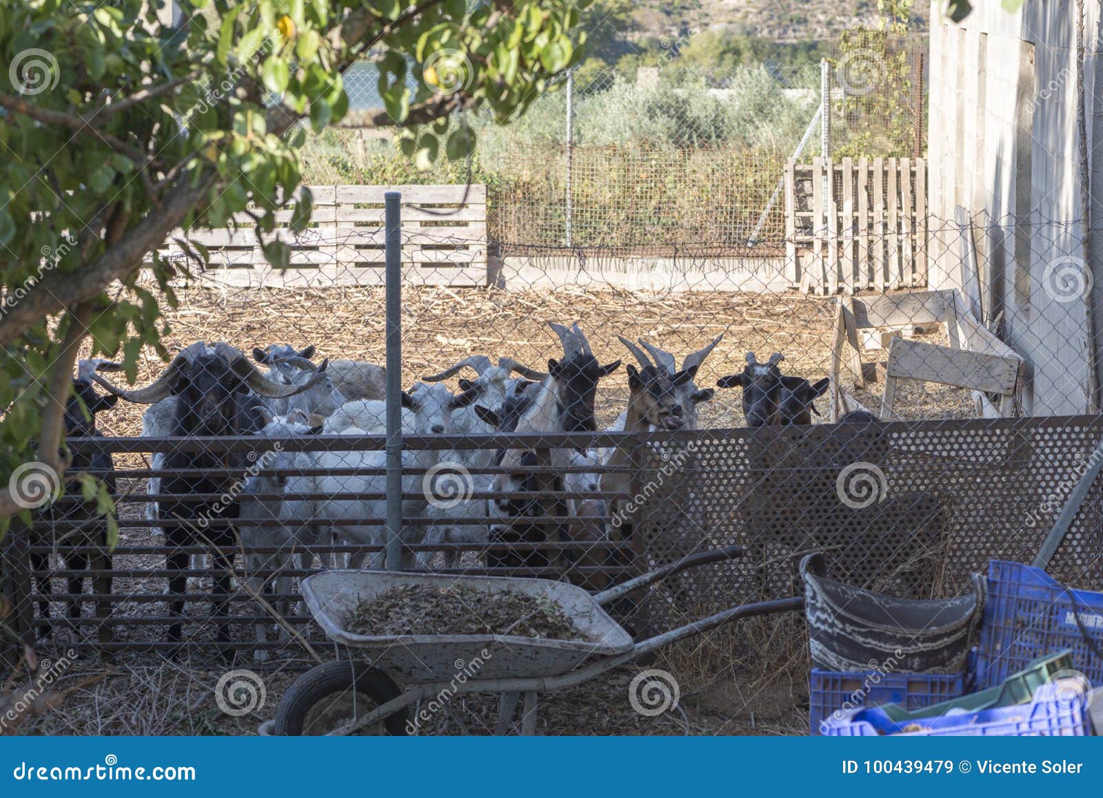 A heap of sheep stock image. Image of lamb, herd, grazing - 100439479