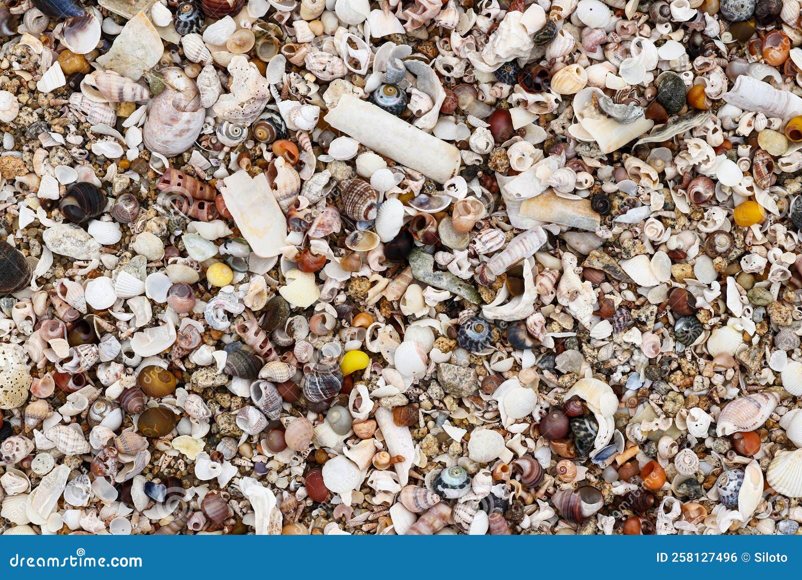 Heap Shells of Molluscs on the Beach at Low Tide Stock Photo - Image of ...