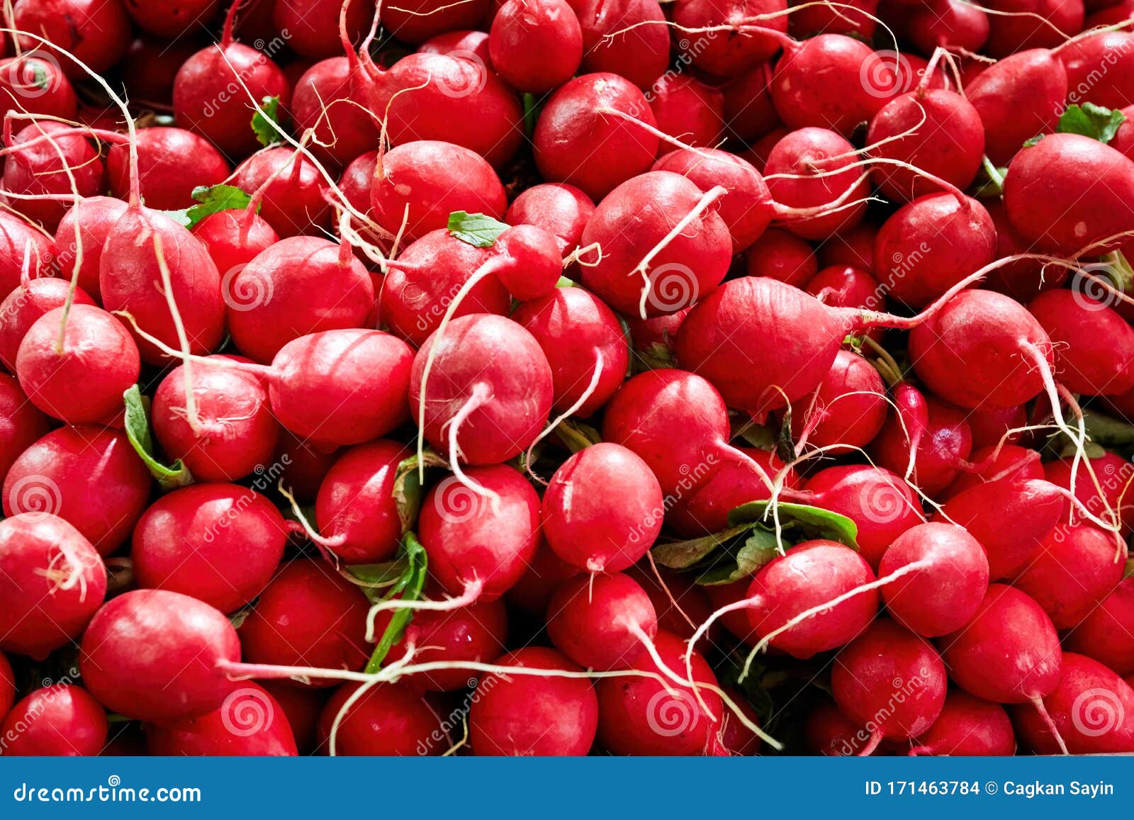 Heap of small red radish stock photo. Image of leaf - 171463784