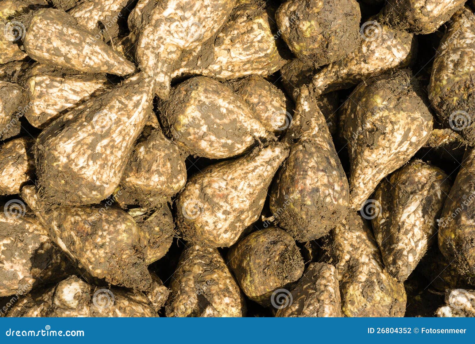 Heap of sugar beets stock photo. Image of beets, industry - 26804352