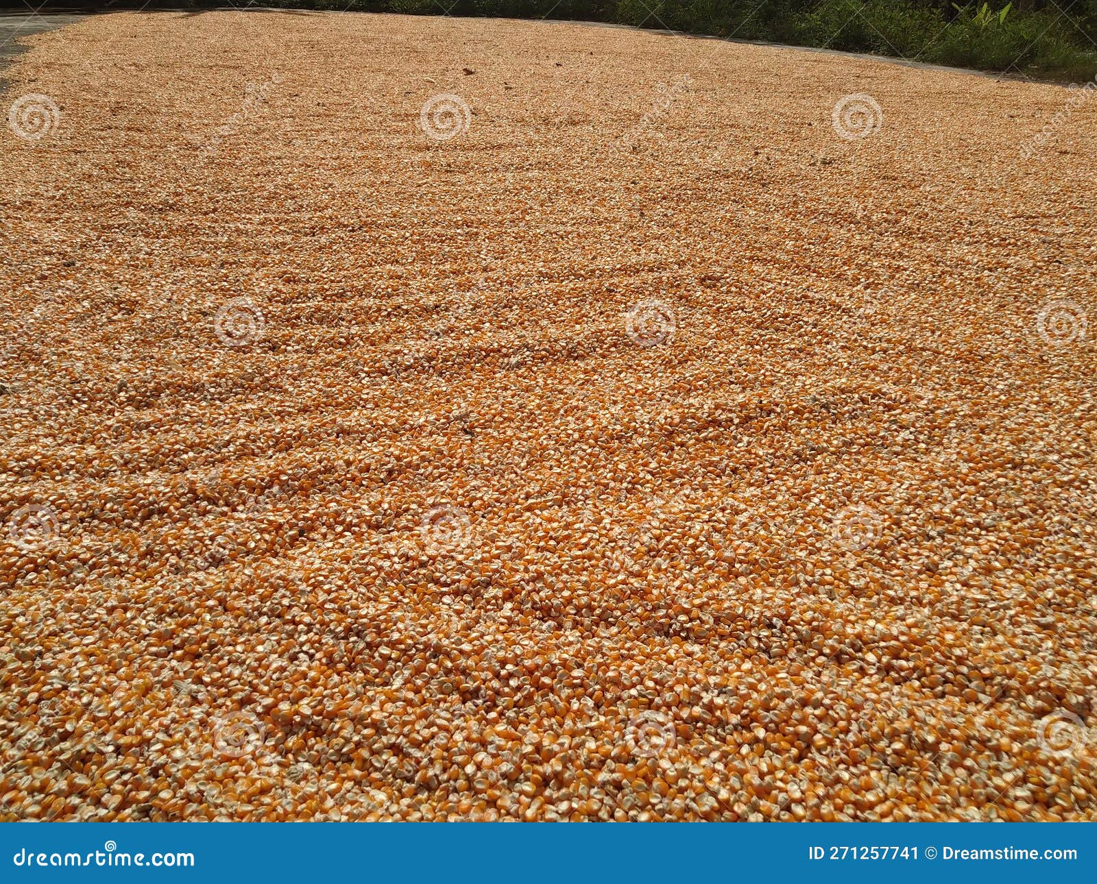 Pile of Dry Corn stock image. Image of soil, brown, plant - 271257741