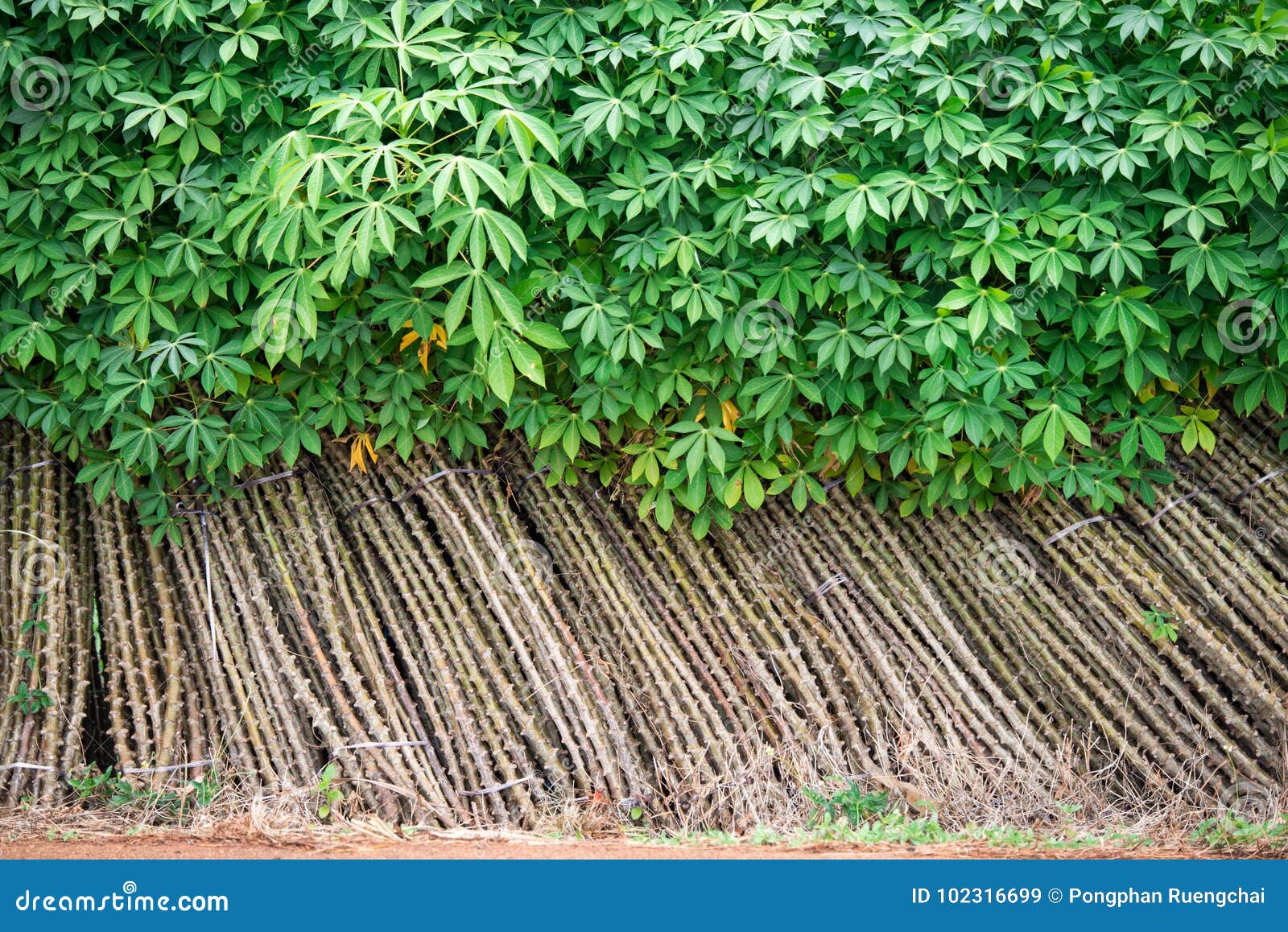 Cassava Tree For Planting, Cassava Stalk And Young Leaves For ...