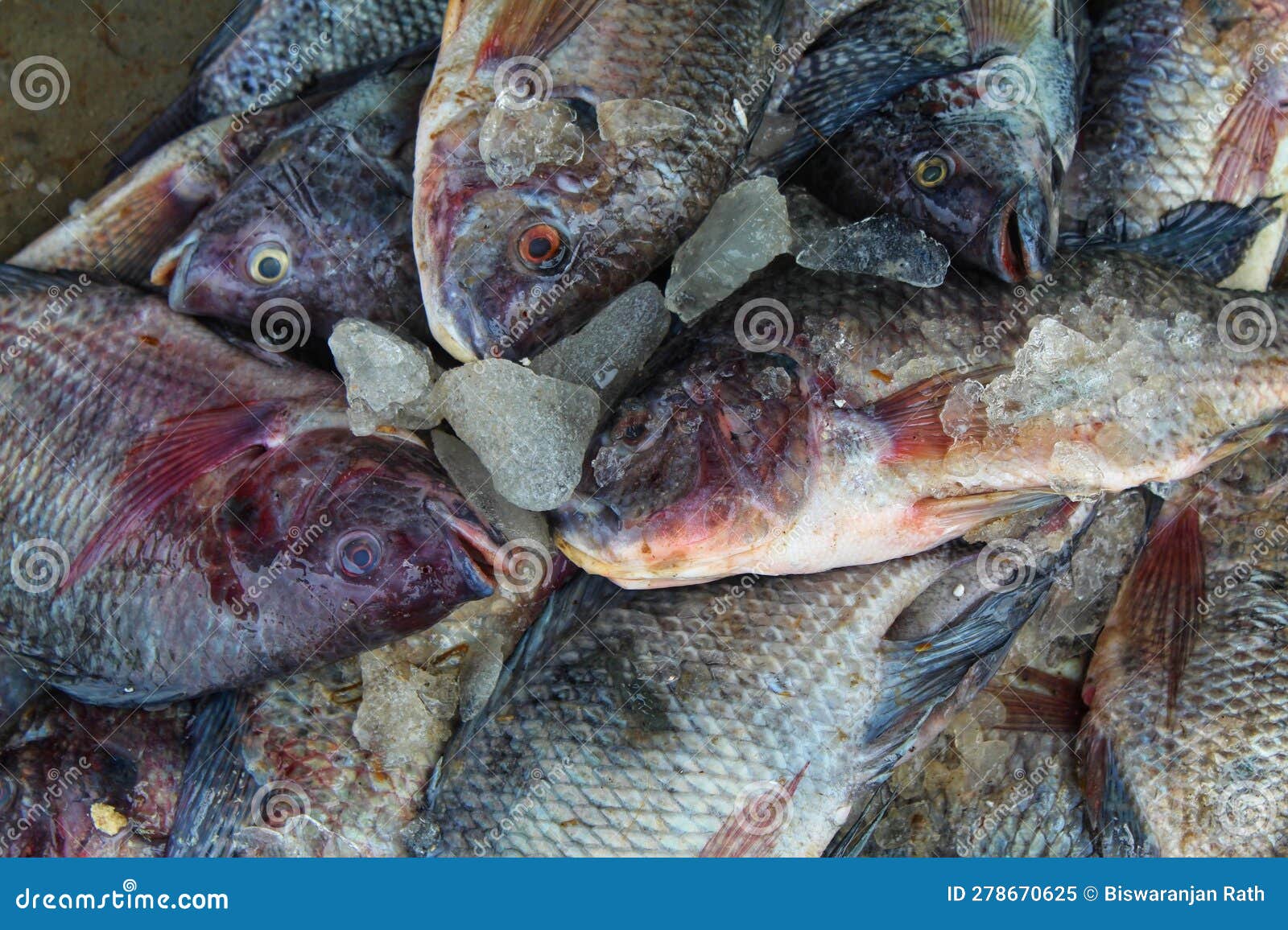 Heap of Tilapia Fish with Ice Ready for Sale HD Stock Image - Image of ...