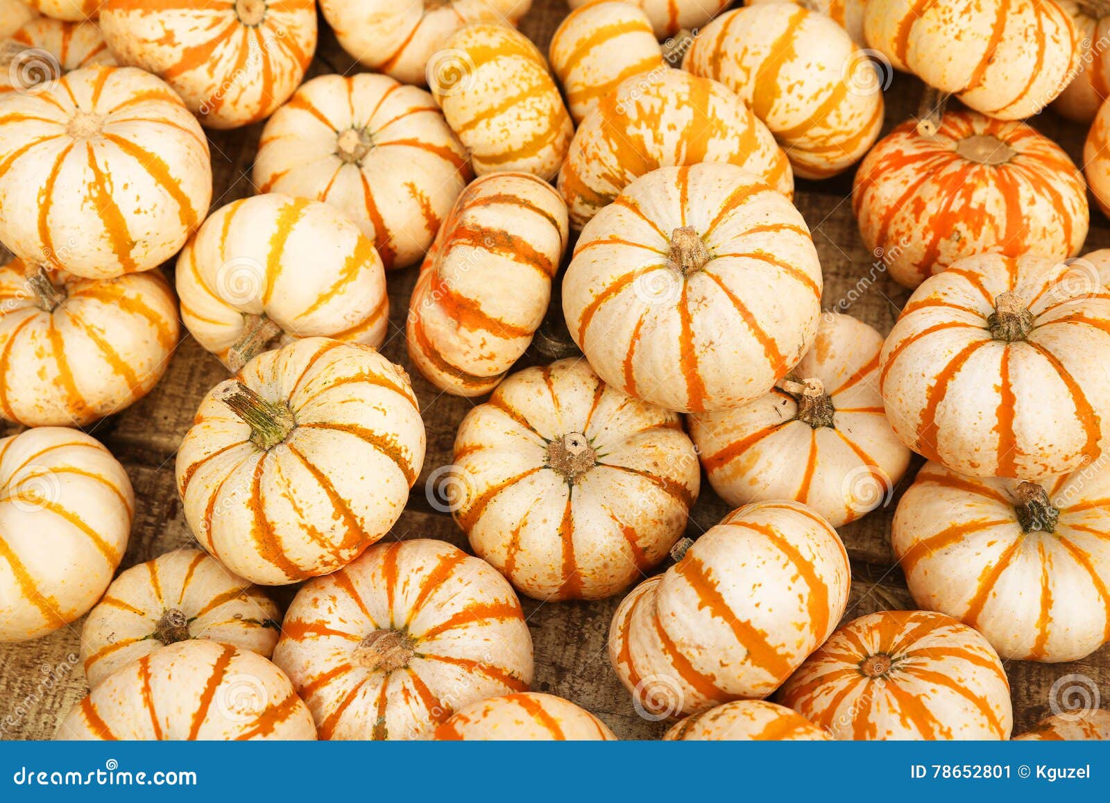 Heap of Tiny Striped Pumpkins. Background Stock Image - Image of ...