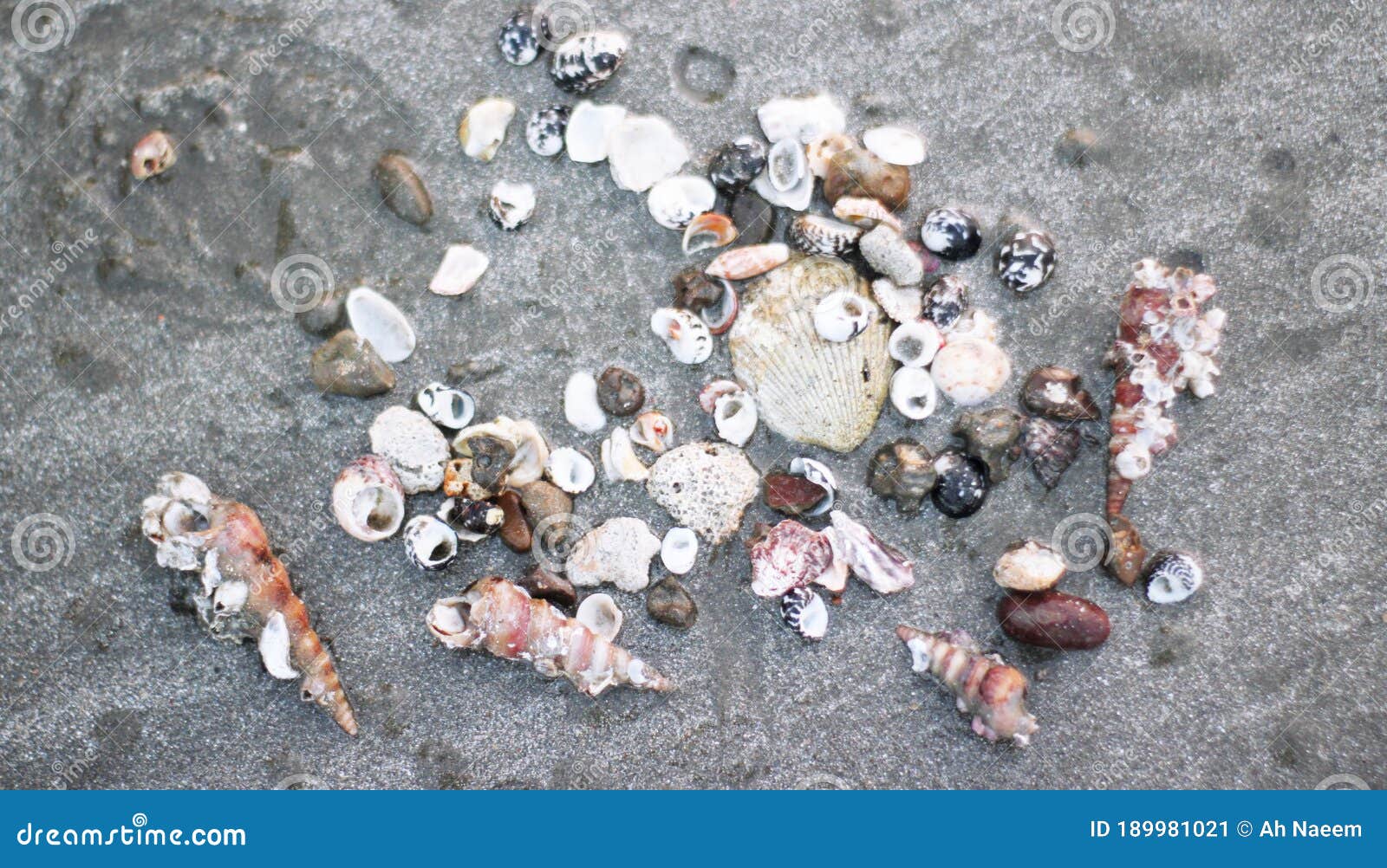 Heap of Various Dead Snails on Sand at Sea Beach Stock Image - Image of ...