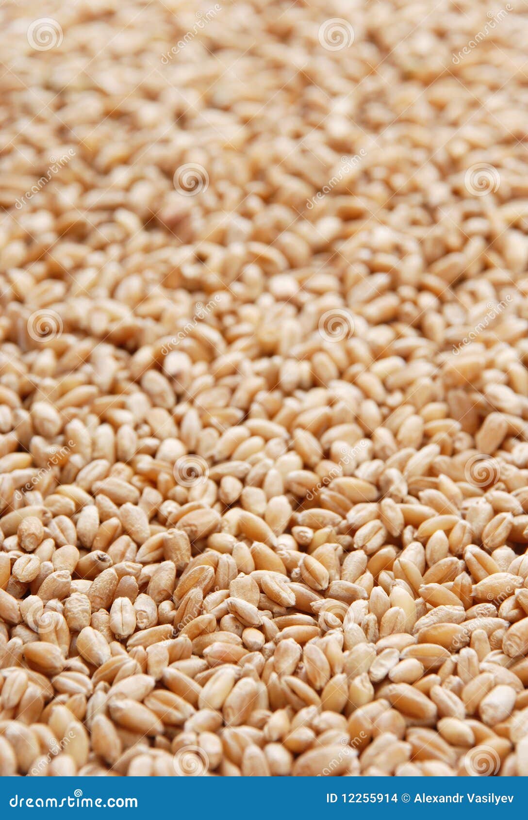 Heap of a wheat grain stock photo. Image of crop, wheat - 12255914