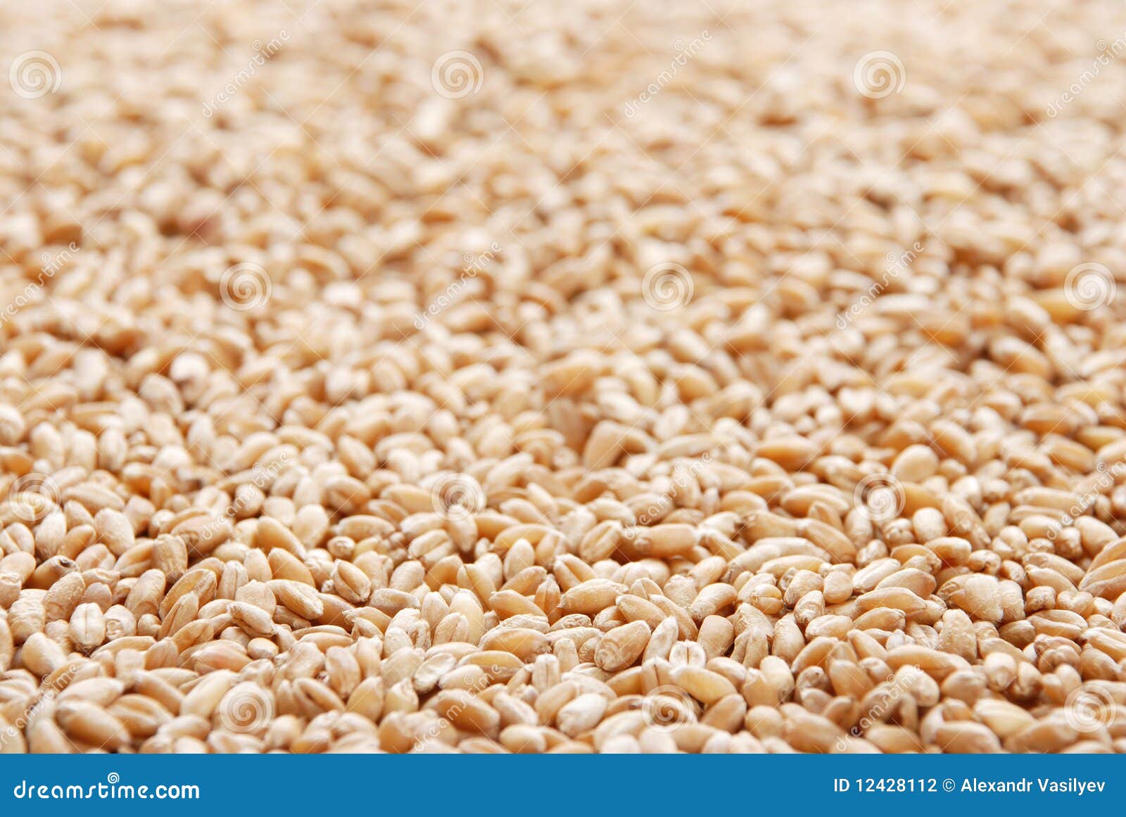 Heap of a wheat grain stock photo. Image of ripe, corn - 12428112