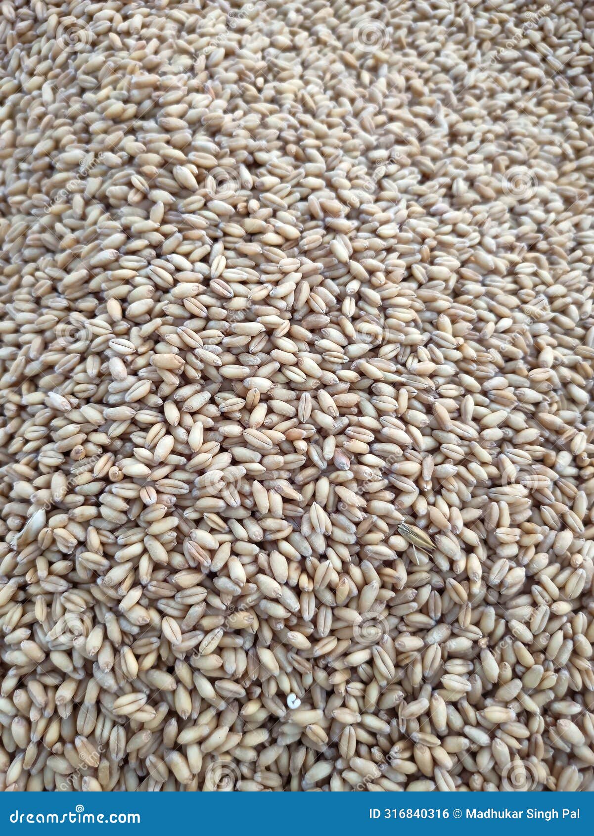 Heap of Wheat Grains. Background of Wheat. Grain Wheat. Whole Grain ...