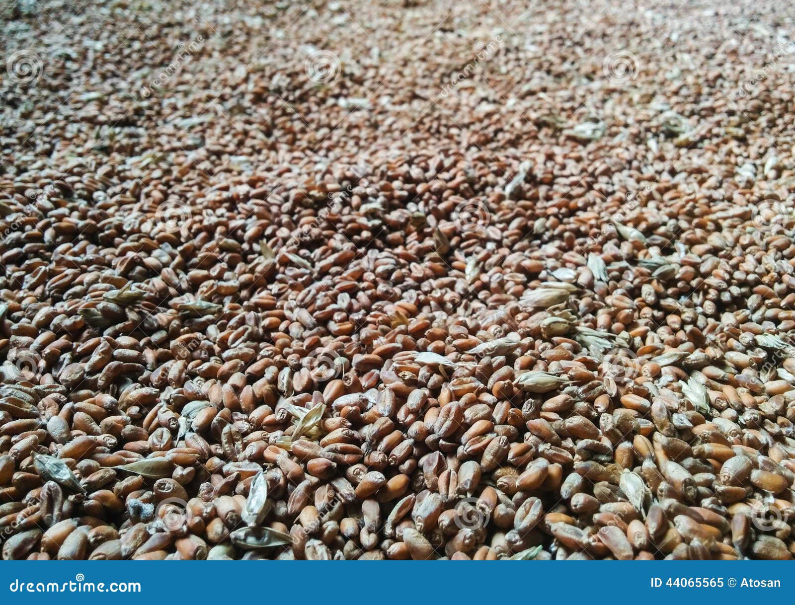 Heap of wheat seeds stock image. Image of macro, wheat - 44065565