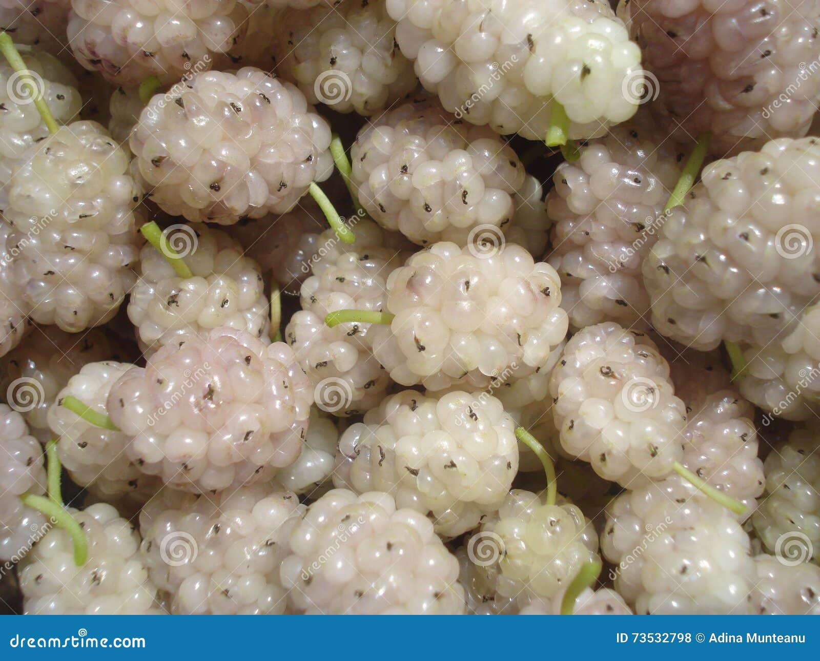 Heap of White Fresh Ripe Mulberries Stock Photo - Image of white, heap ...