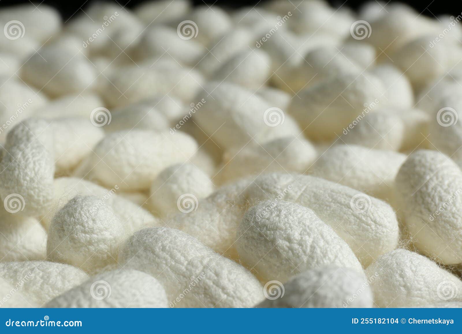 Heap of White Silk Cocoons, Closeup Stock Photo - Image of ...