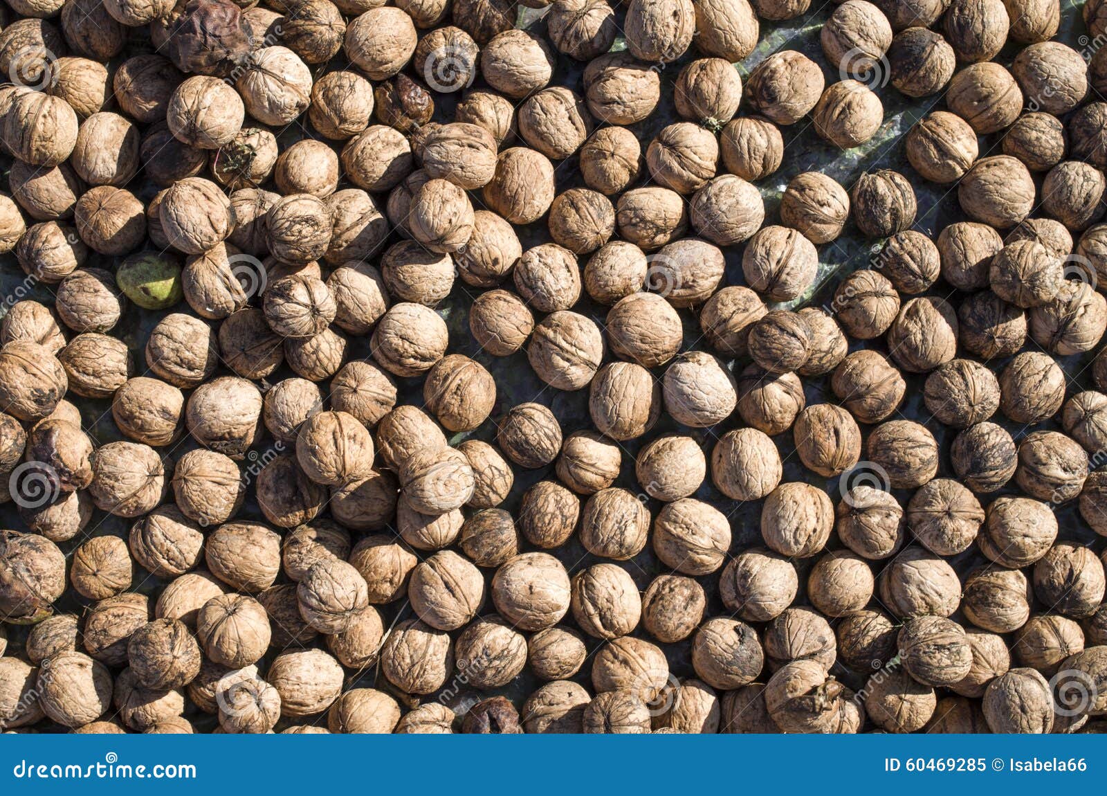 Heap of Whole Freshly Picked Walnuts Stock Image - Image of freshly ...