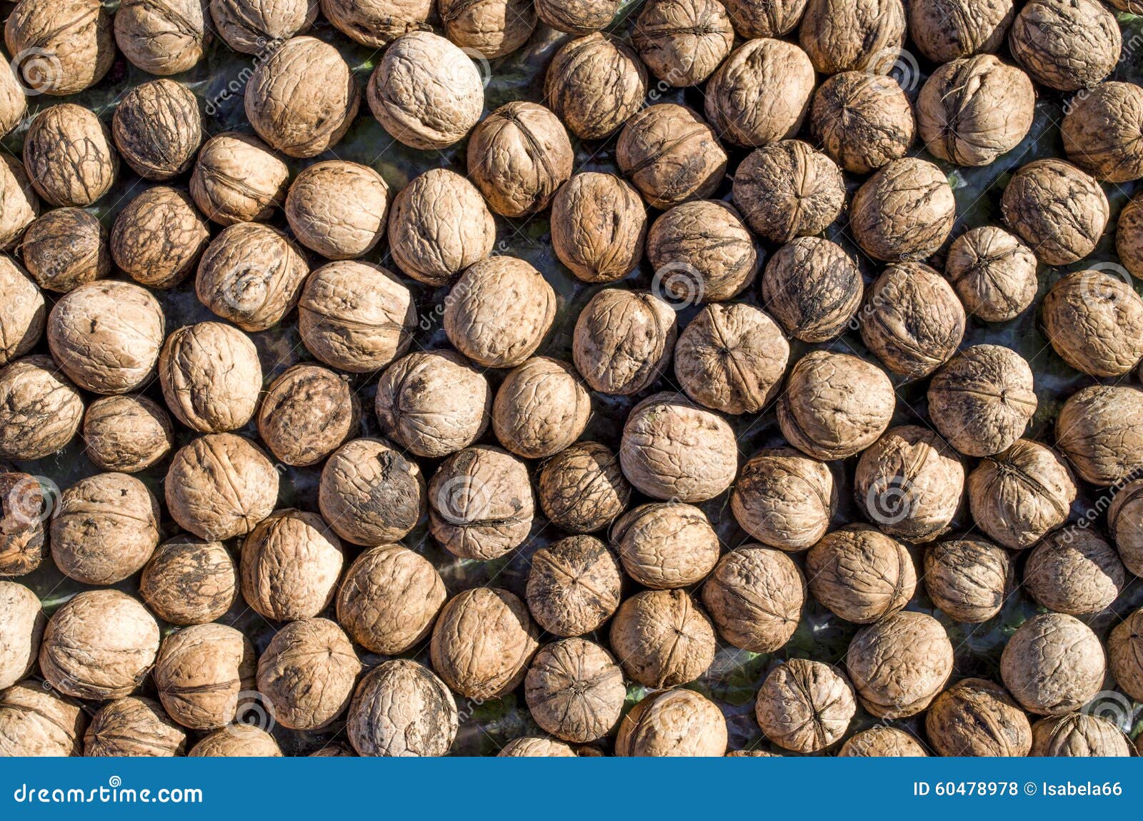 Heap of Whole Freshly Picked Walnuts Stock Photo - Image of bulgaria ...