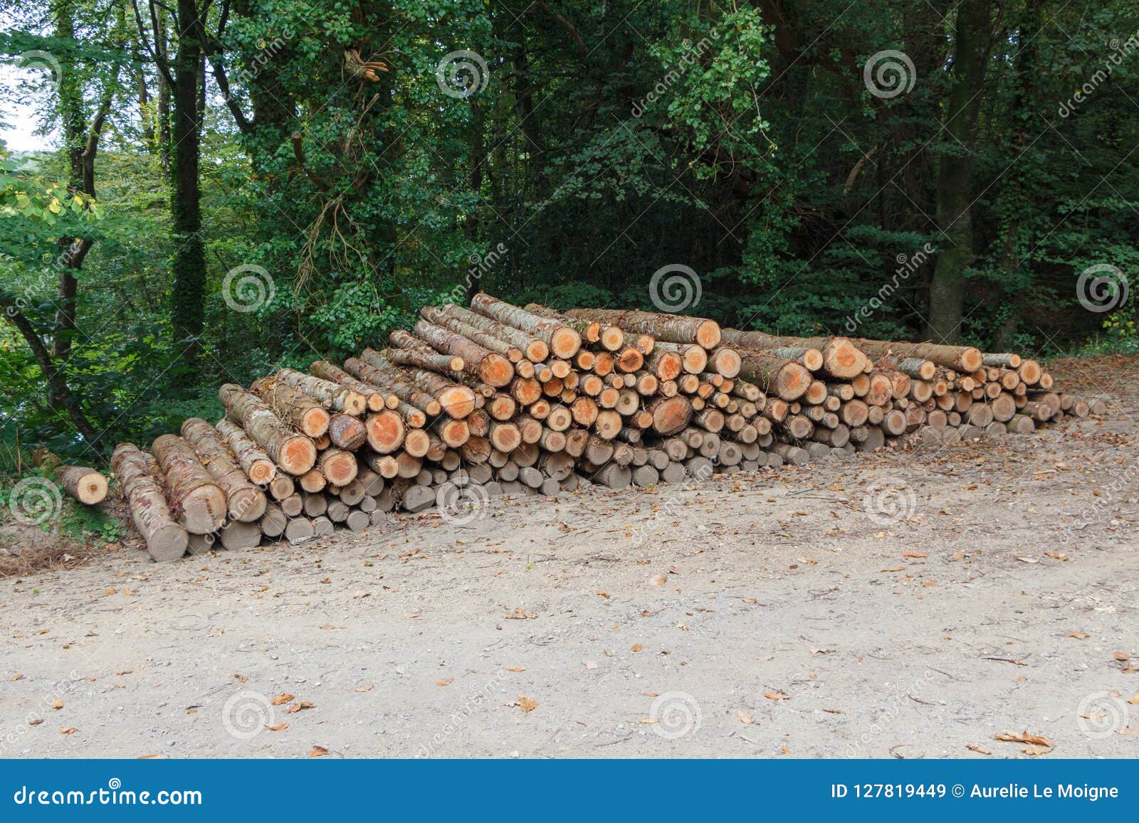 Heap of wood log stock image. Image of wood, forestry - 127819449