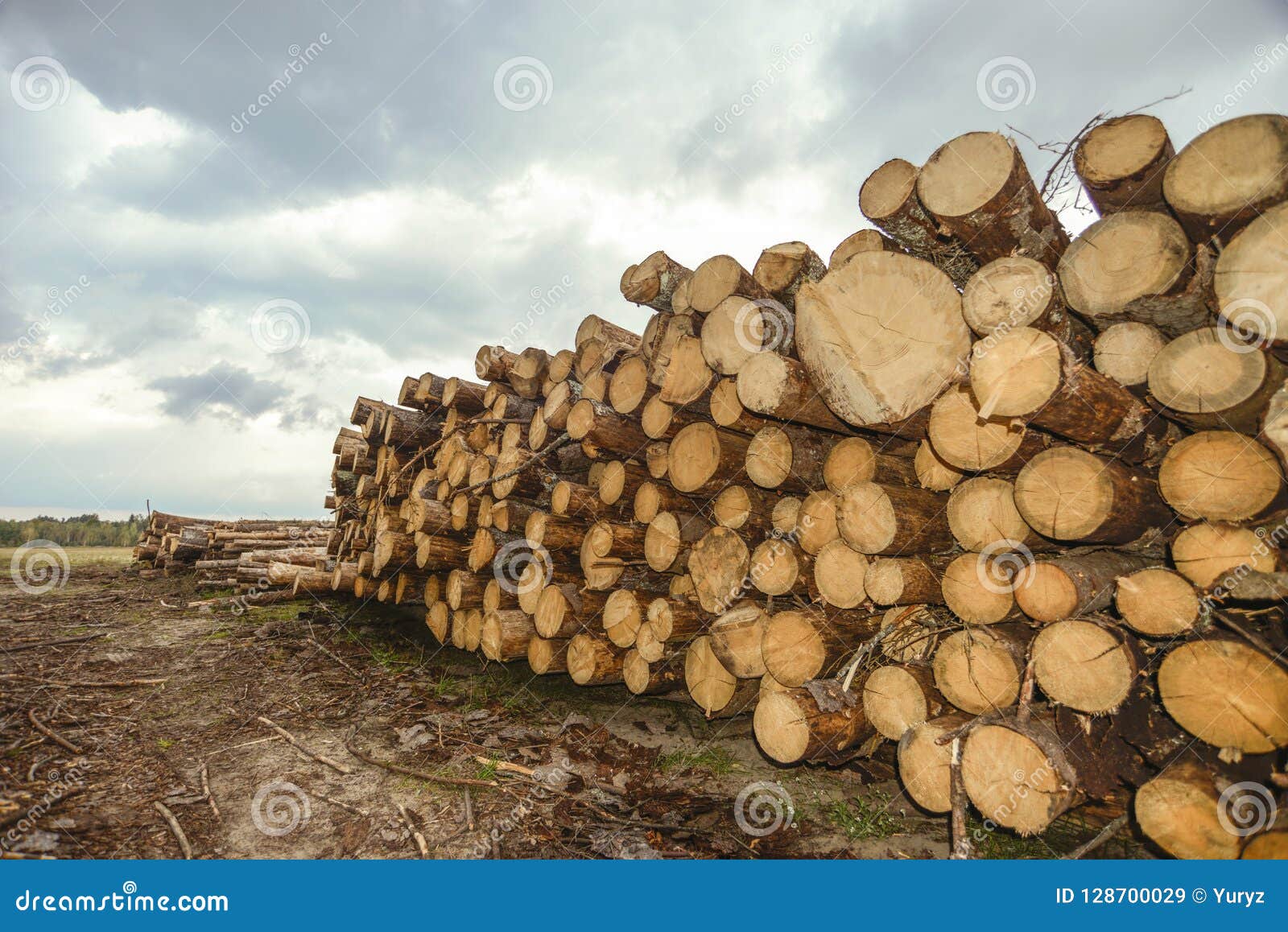 Heap Of Log Wood Pine Forest Trees In The Mountains Stock Image ...
